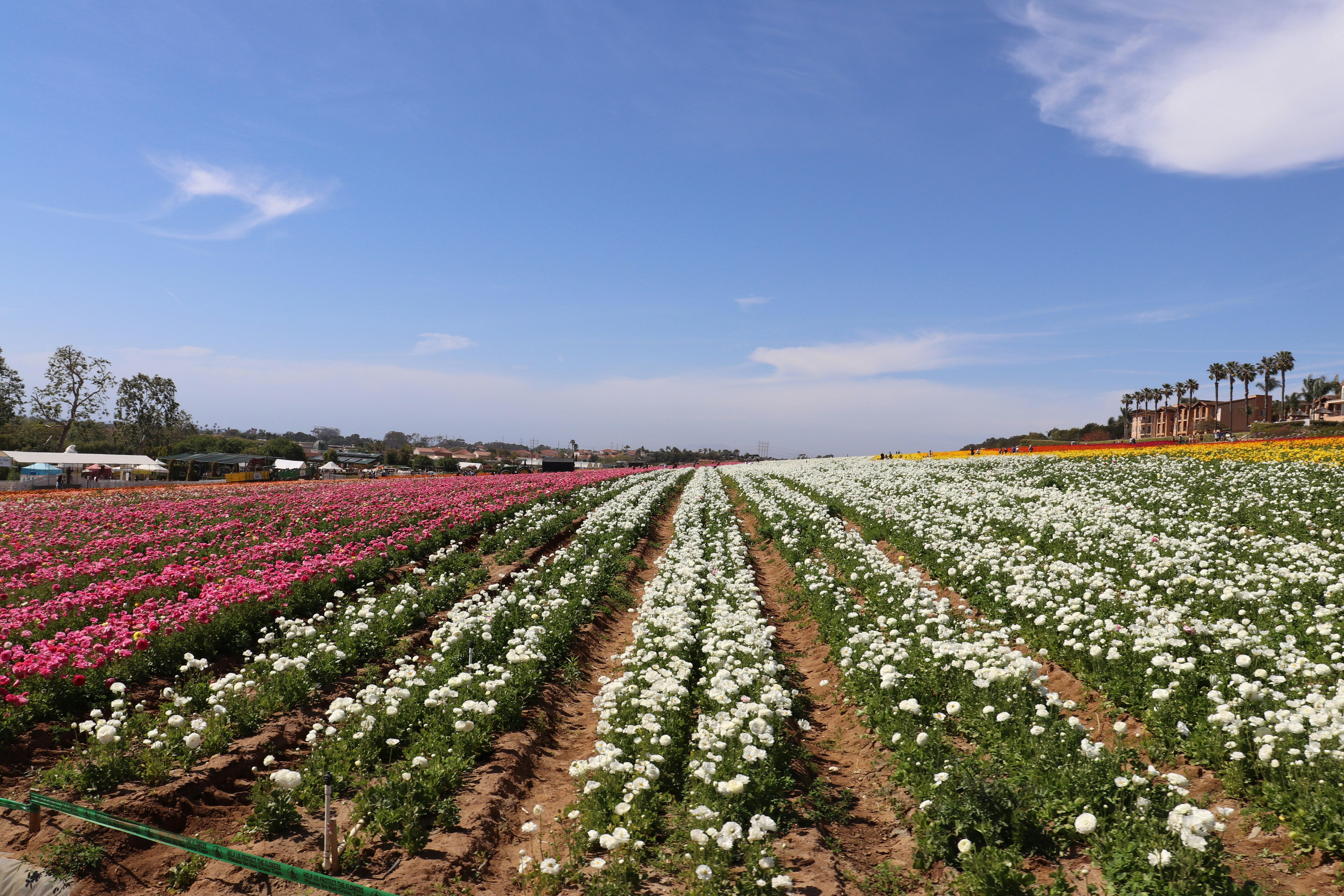 A field of flowers photo – Free Flower field Image on Unsplash