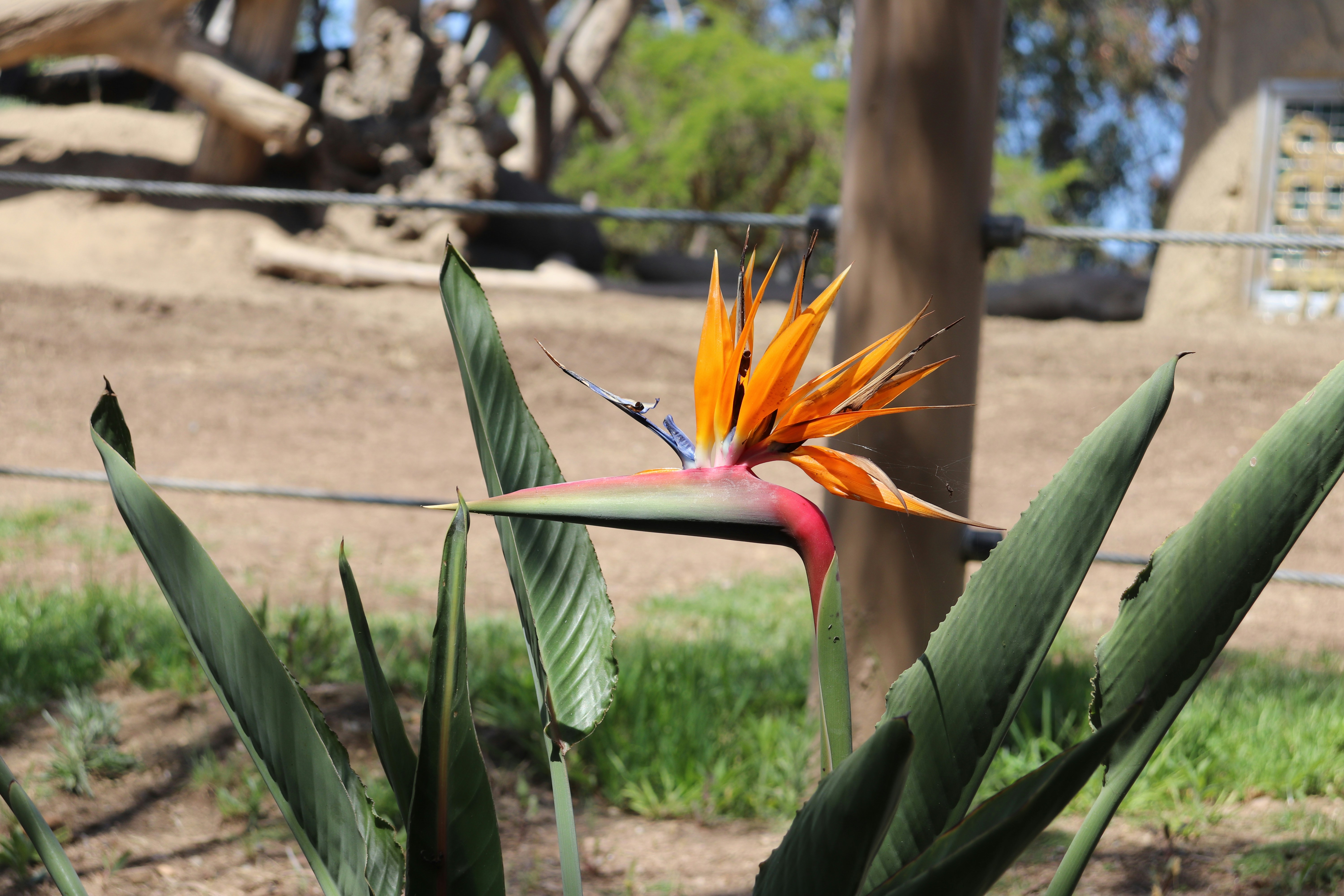 Flame-crested Bird of Paradise Flourishes by a Quiet Backyard Fence