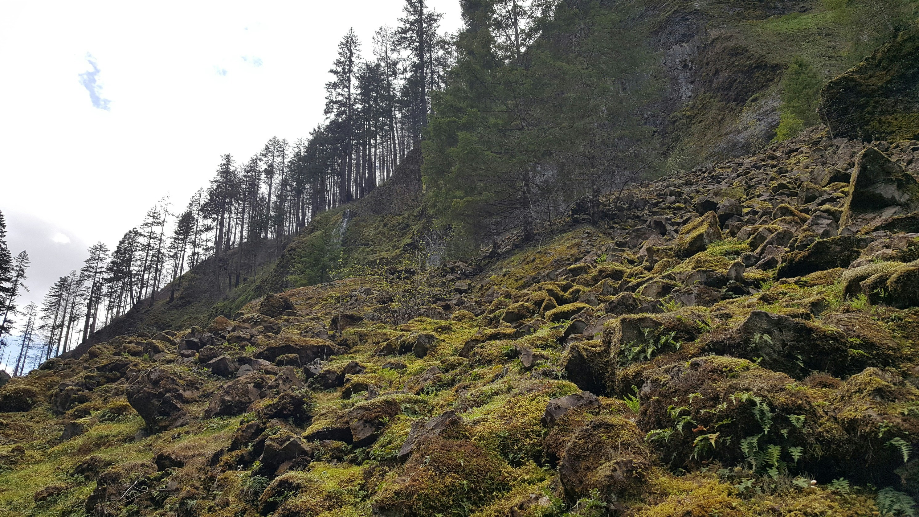 a rocky hillside with trees