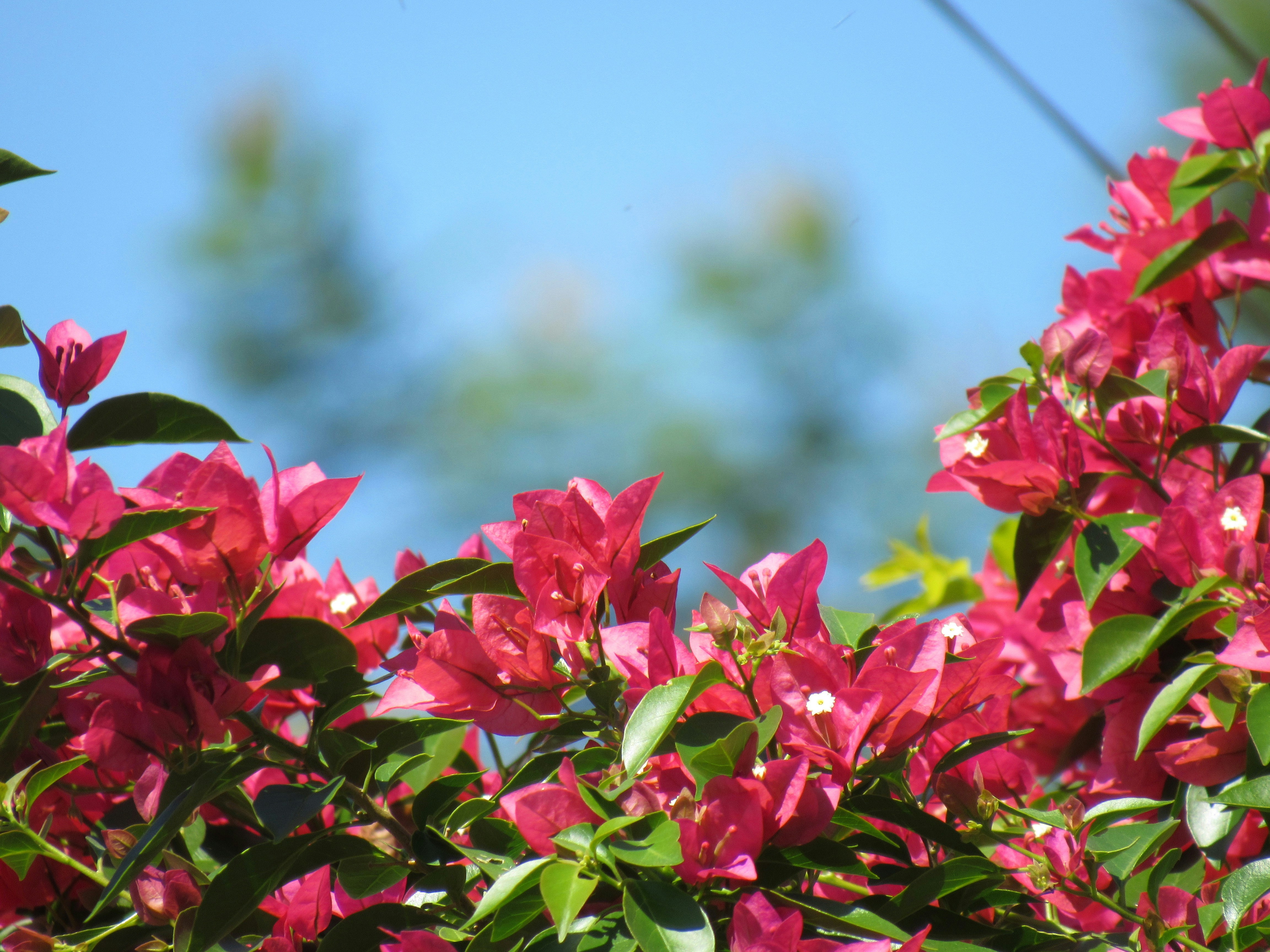 Bright pink flowers with green leaves set against a clear blue sky.