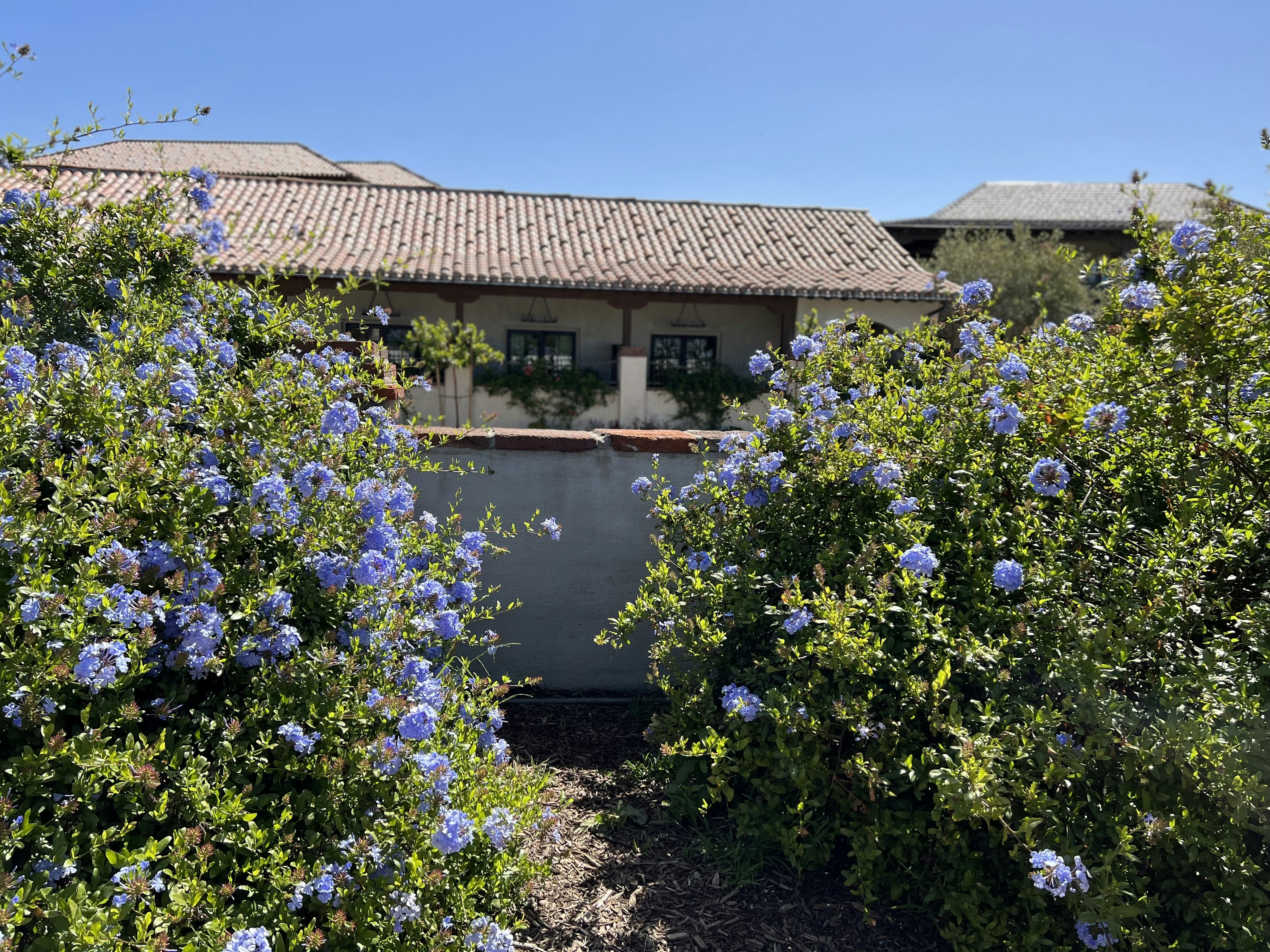 Periwinkle-hued flowers in full bloom framing a rustic garden wall under a clear blue sky.