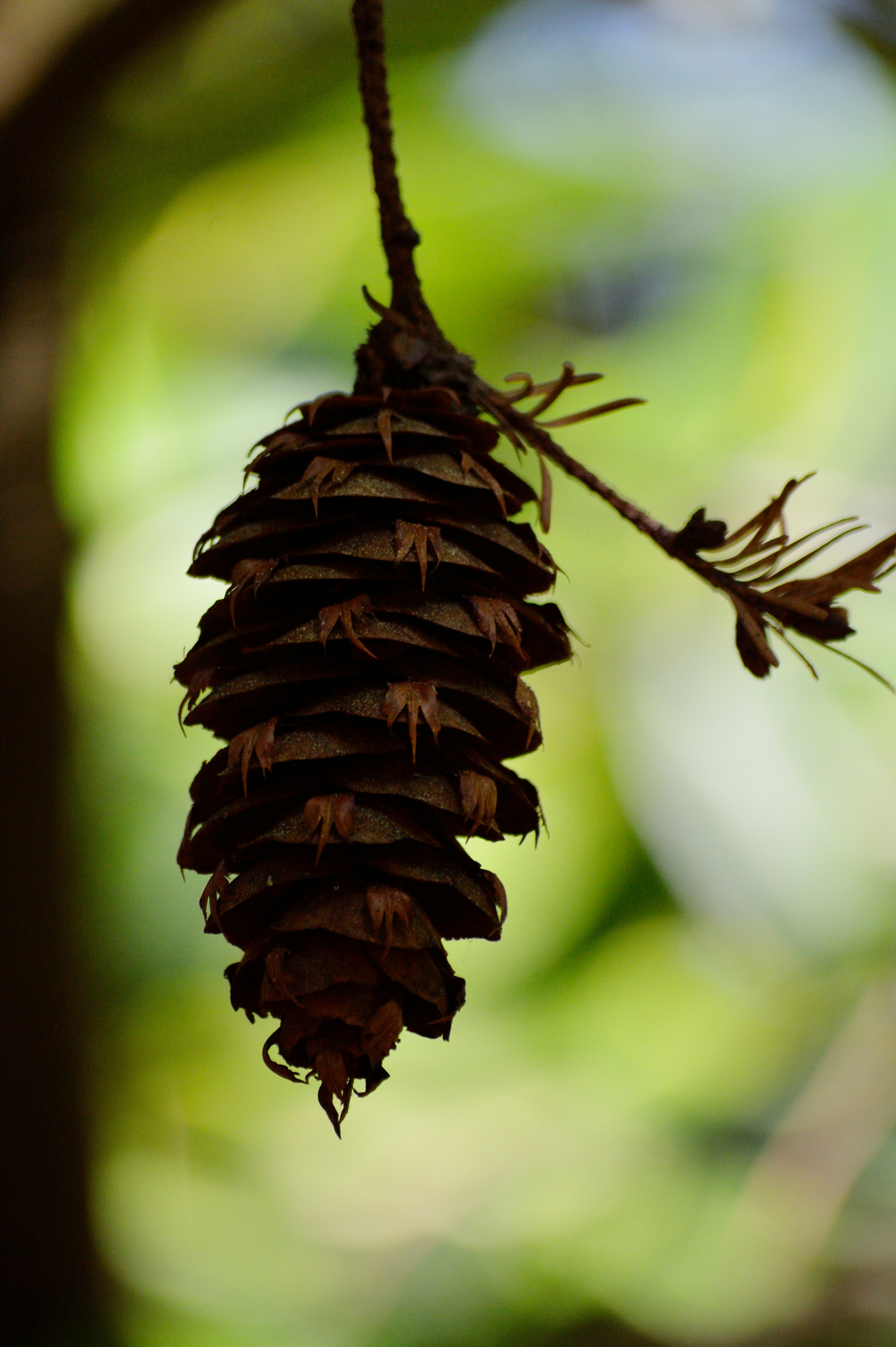 Hanging Pine Cone: a Close-Up in Quiet Green Backlight
