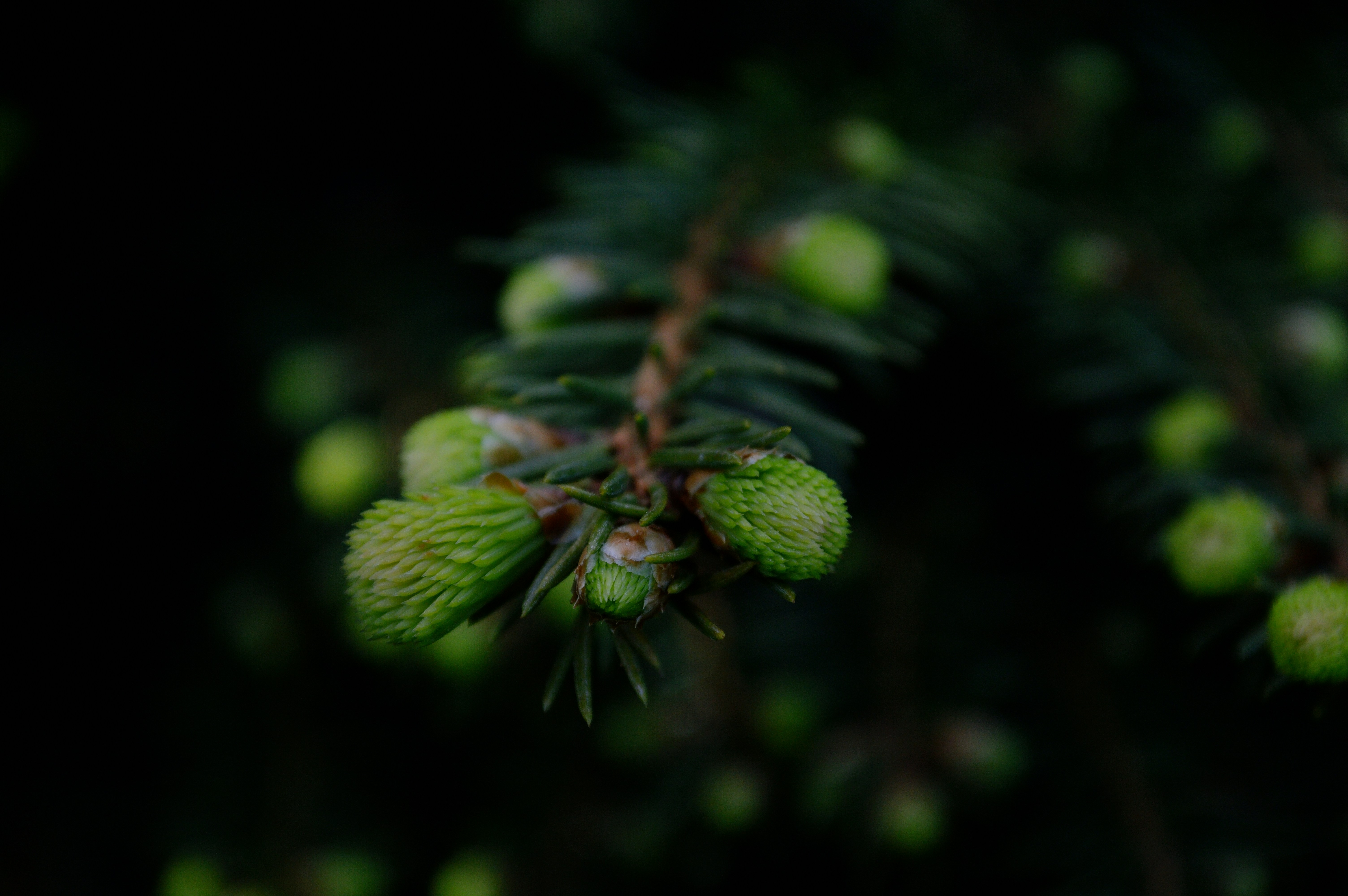 Emerging Life: A Close-Up of Nature's Budding Beauty