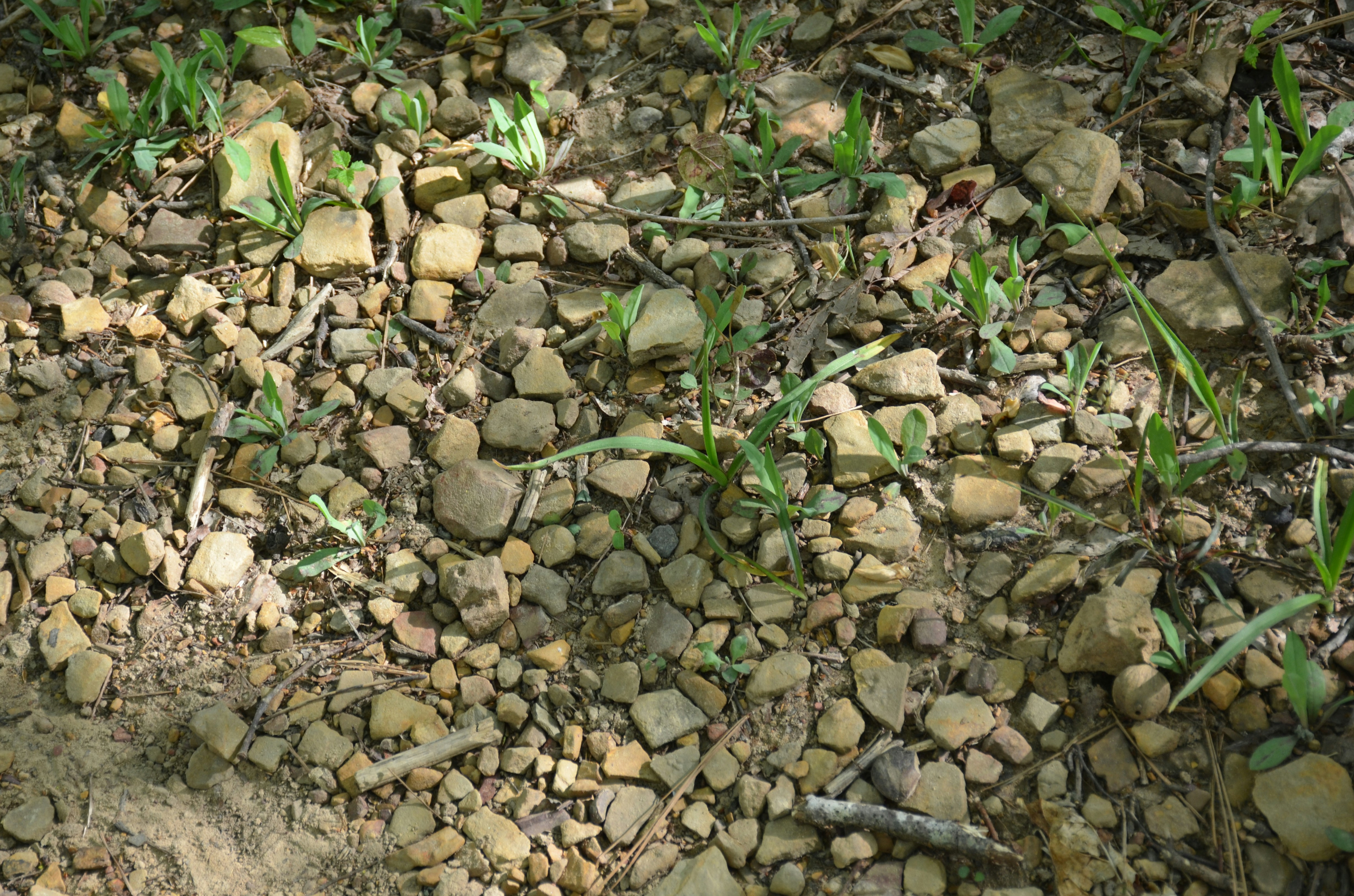 Sprouting Amid Pebbles: A Quiet Moment on a Stone Bed