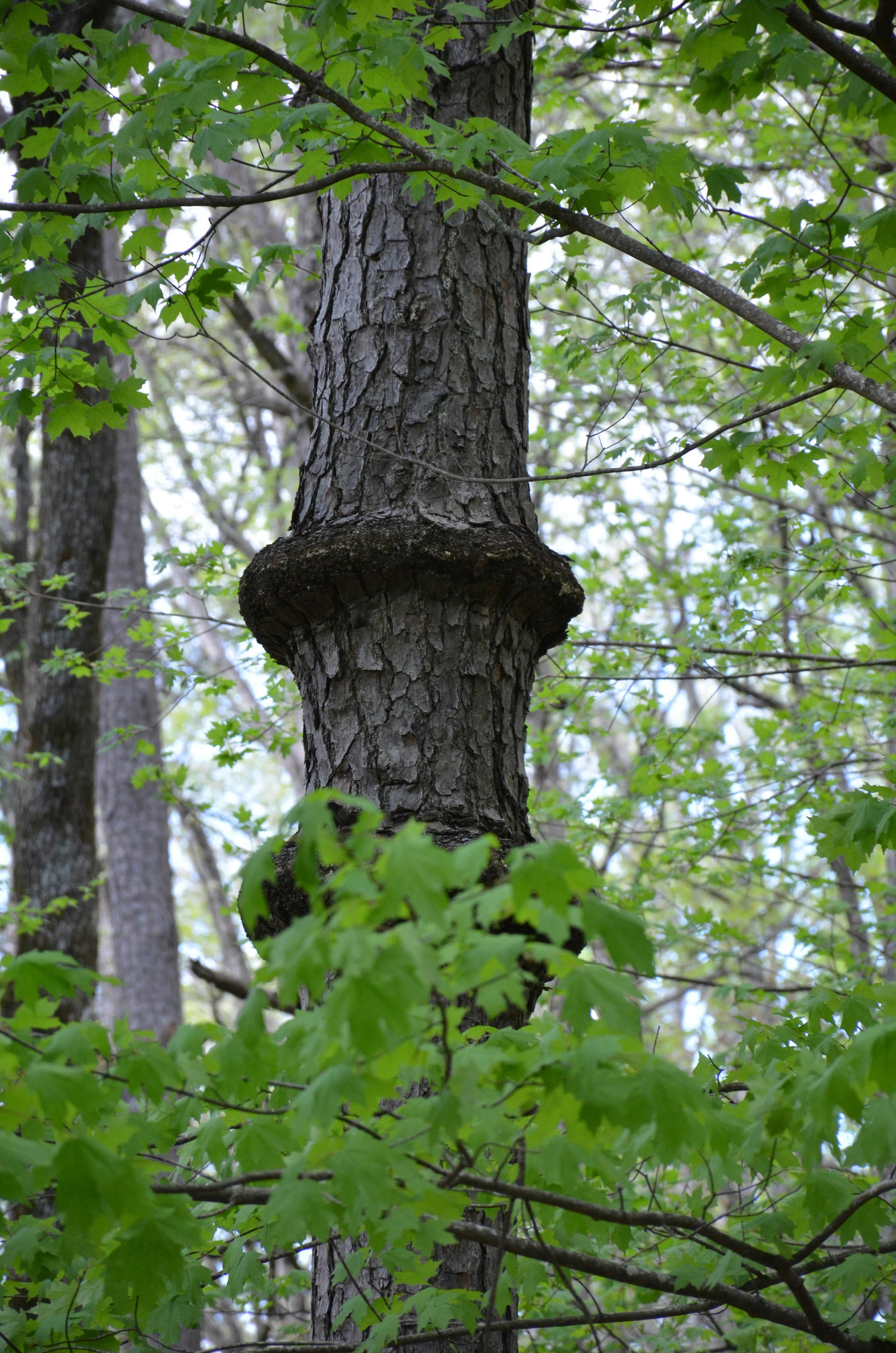 Unique tree formation showcasing a distinct bulge surrounded by vibrant green leaves. The intricate bark texture highlights the tree's character.