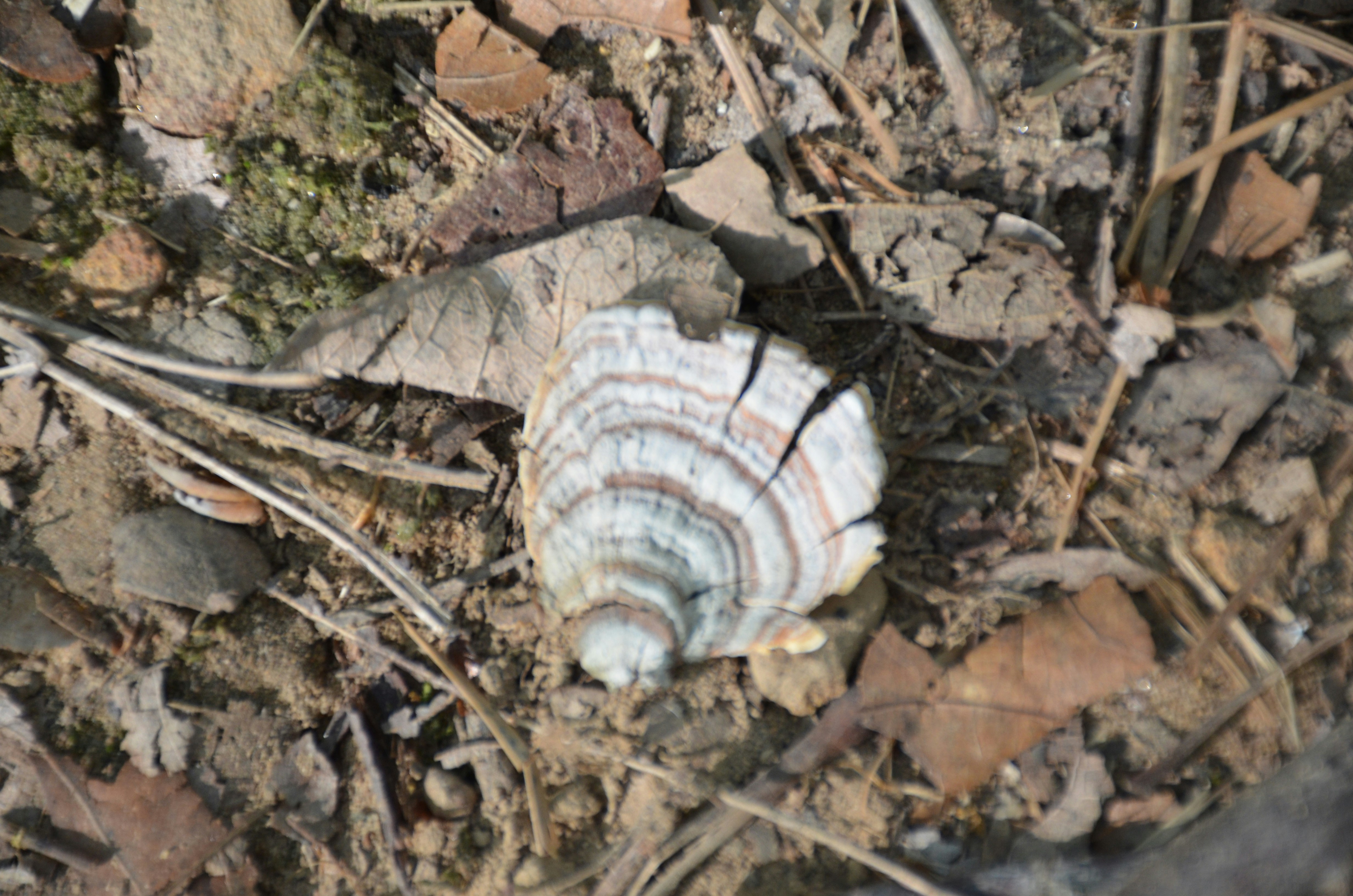 a turtle on the ground