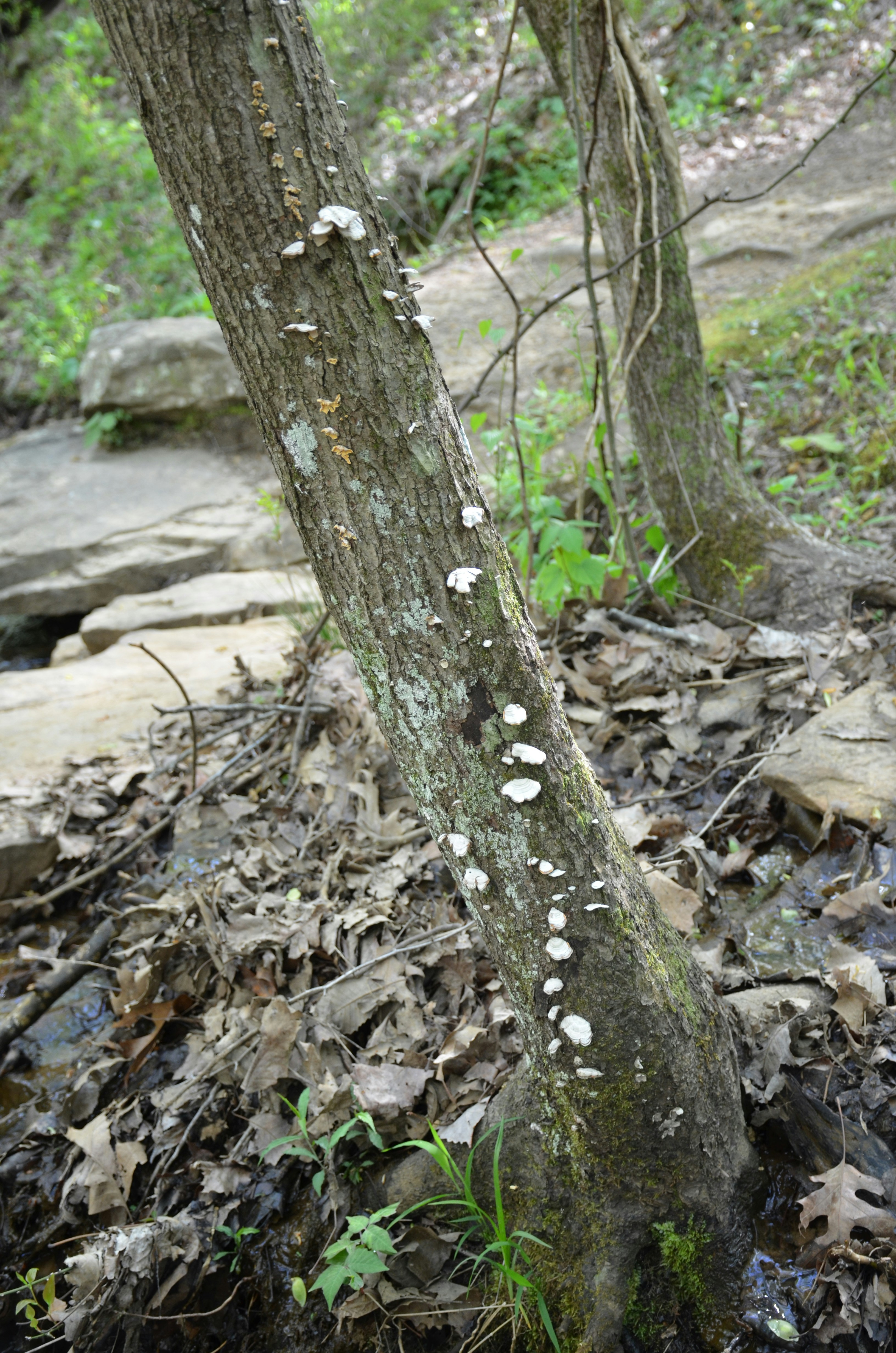 A tree trunk with white spots photo – Free Plant Image on Unsplash