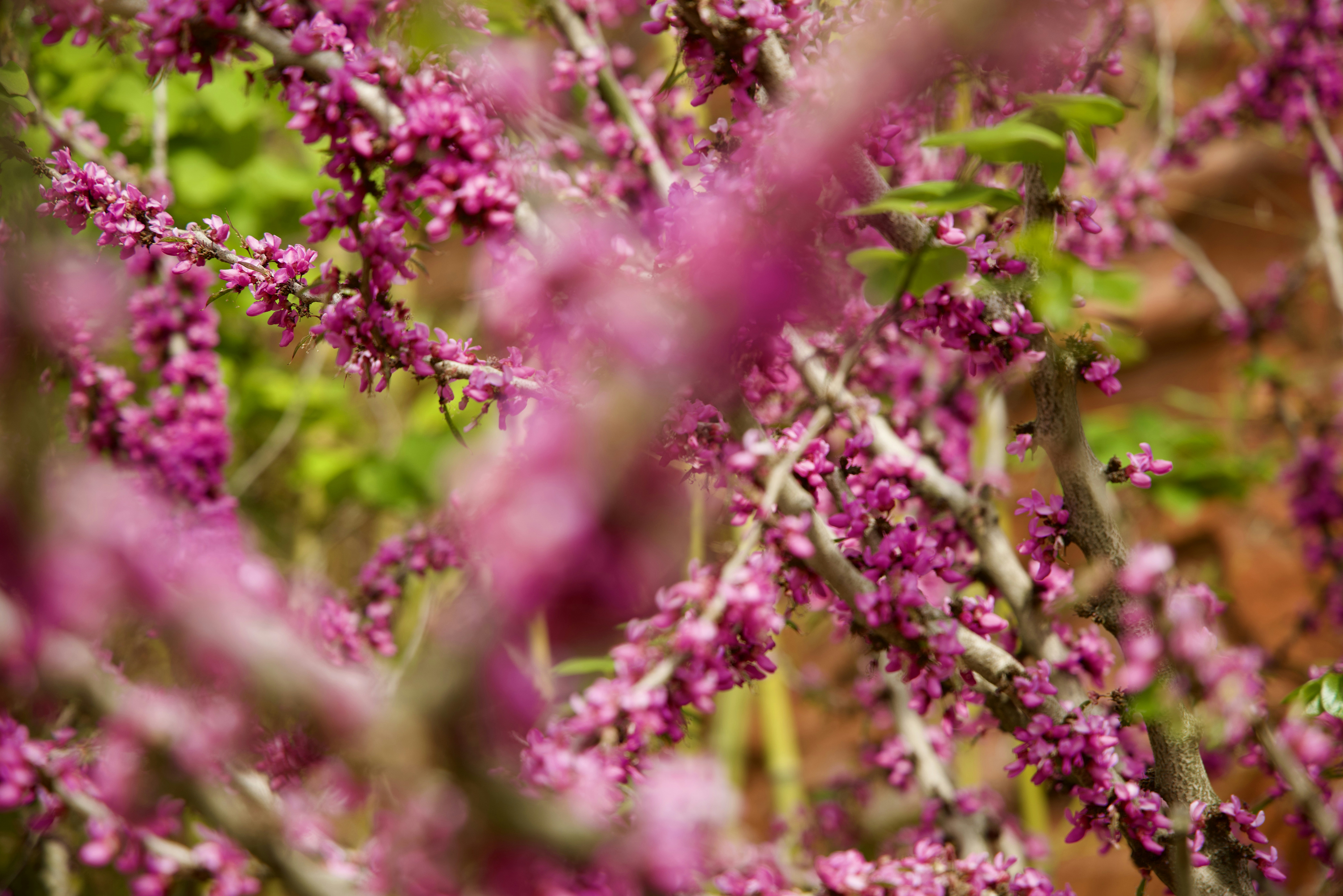 A close up of a tree branch photo – Free Zhongmu county Image on Unsplash