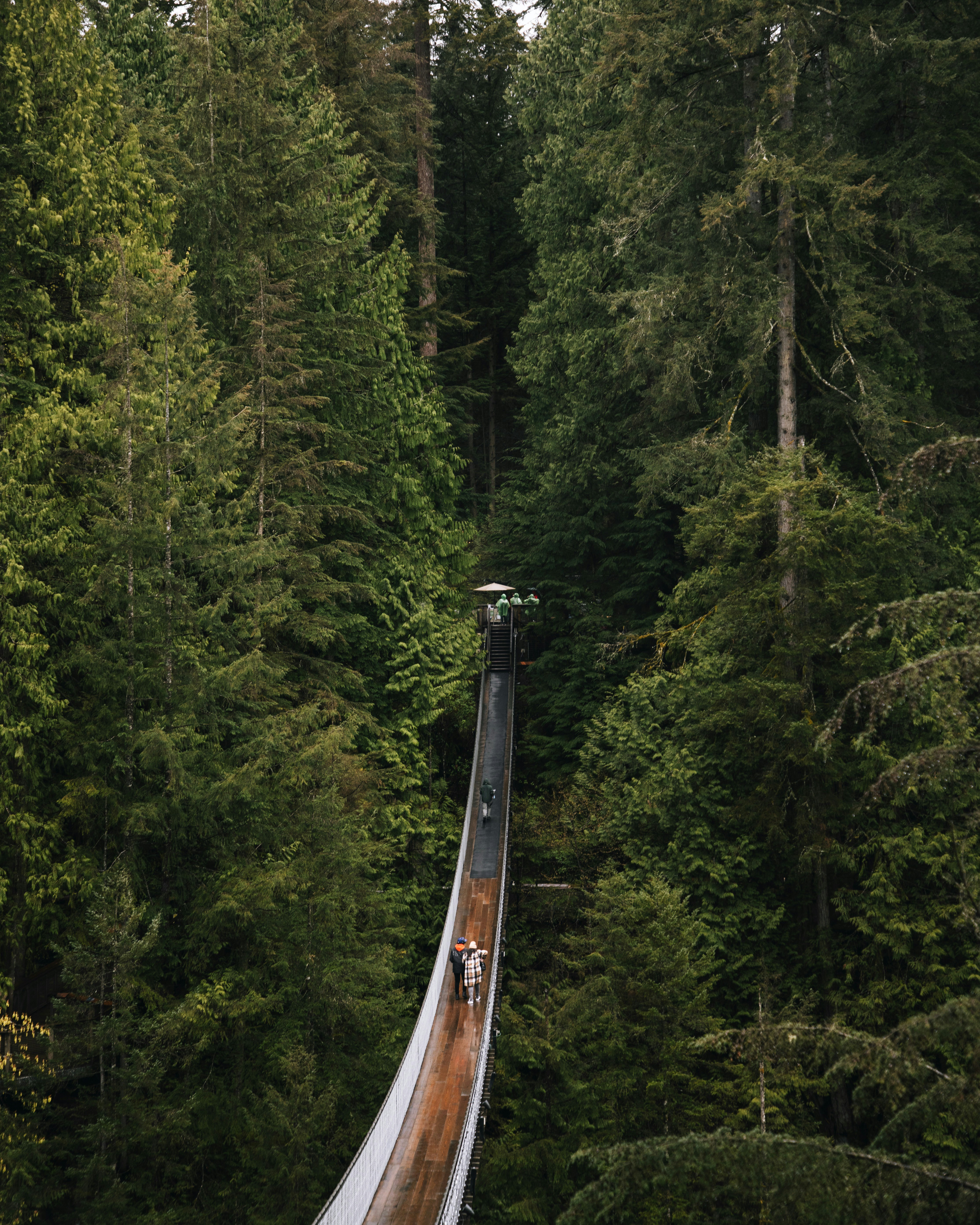 Cedar Coaster Through the Pines: A Long Wooden Slide Descends Through a Dense Forest