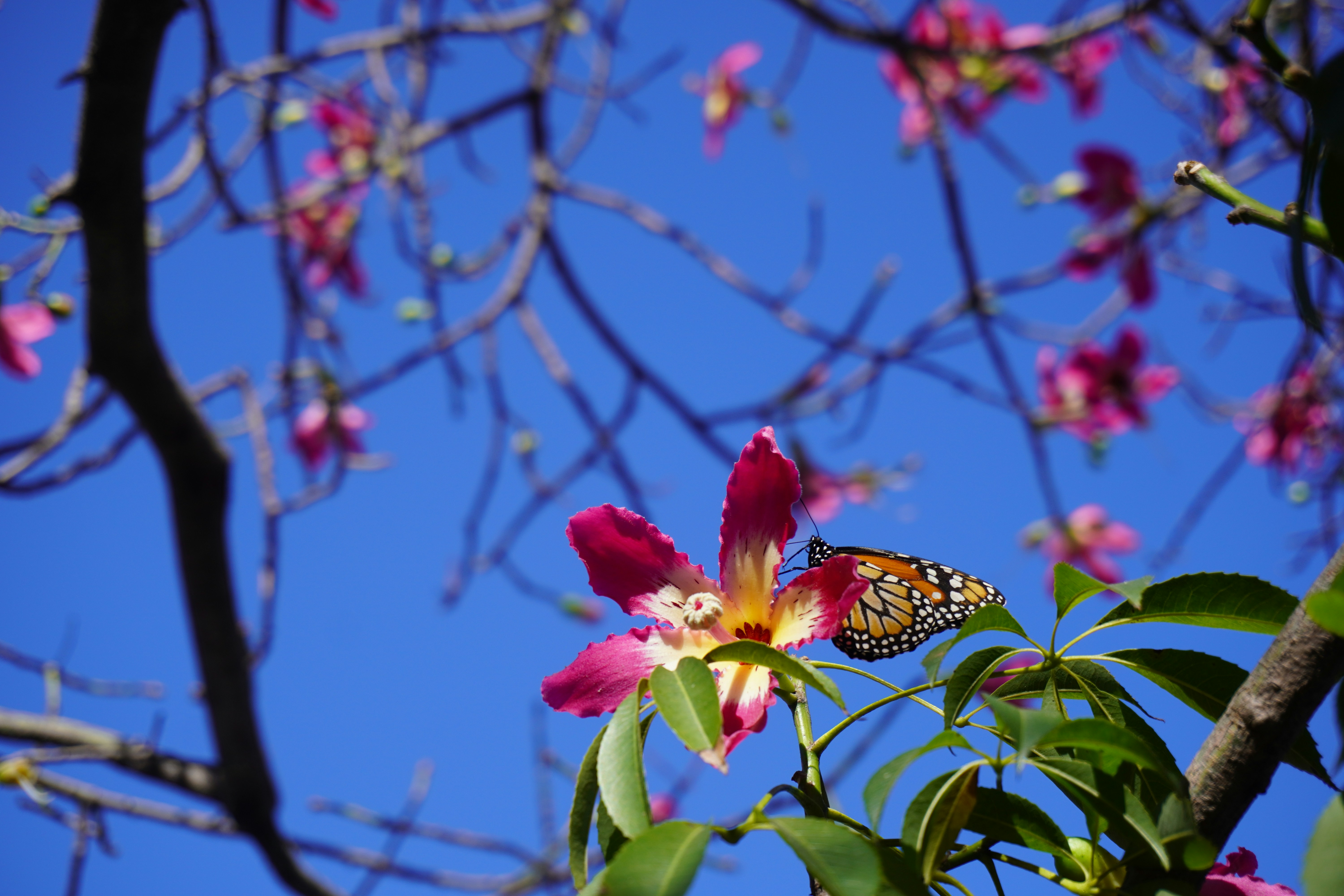 ButterflyKyle Hinkson