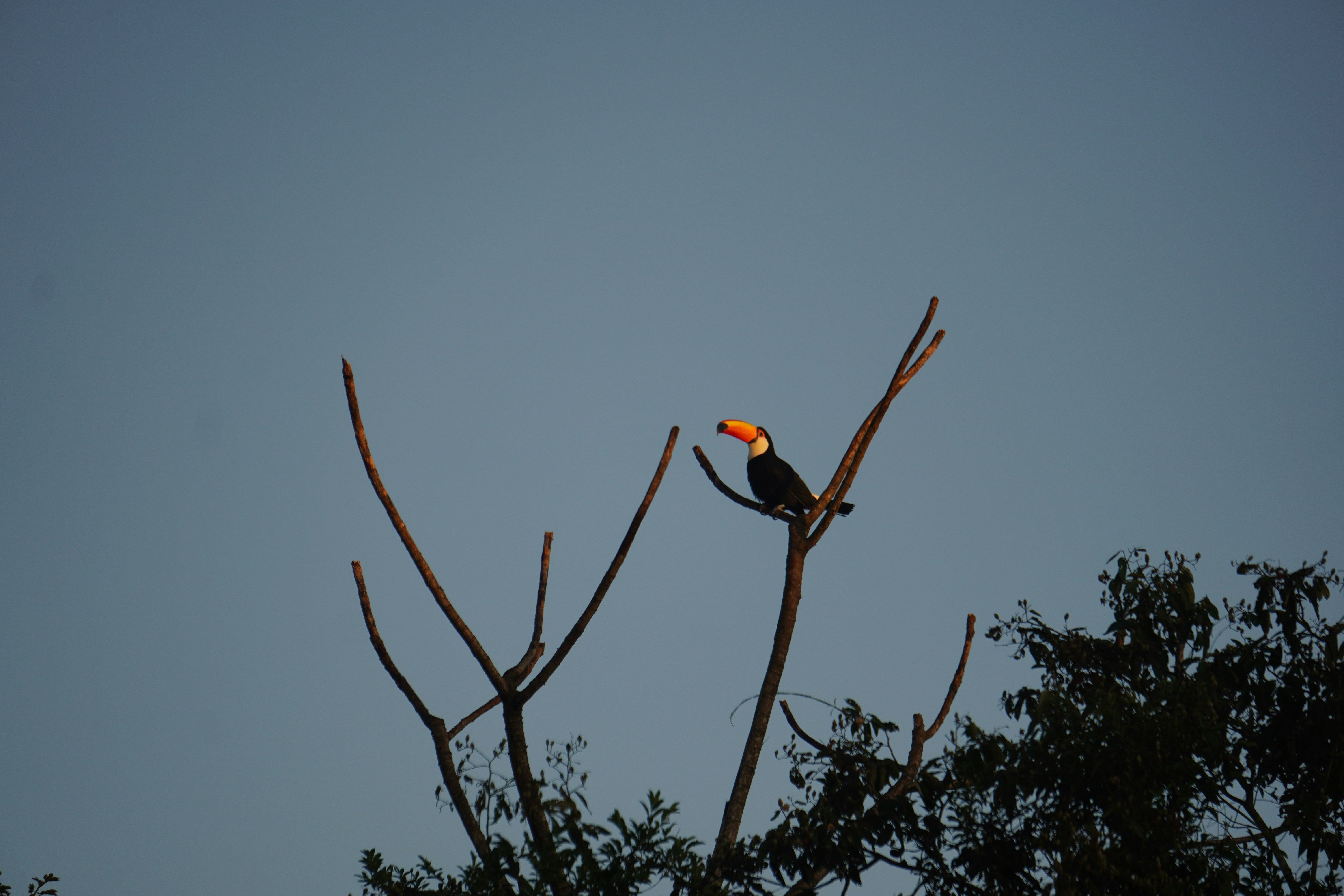 A toucan perched on a bare branch against a clear sky, showcasing its vibrant beak and distinctive silhouette.