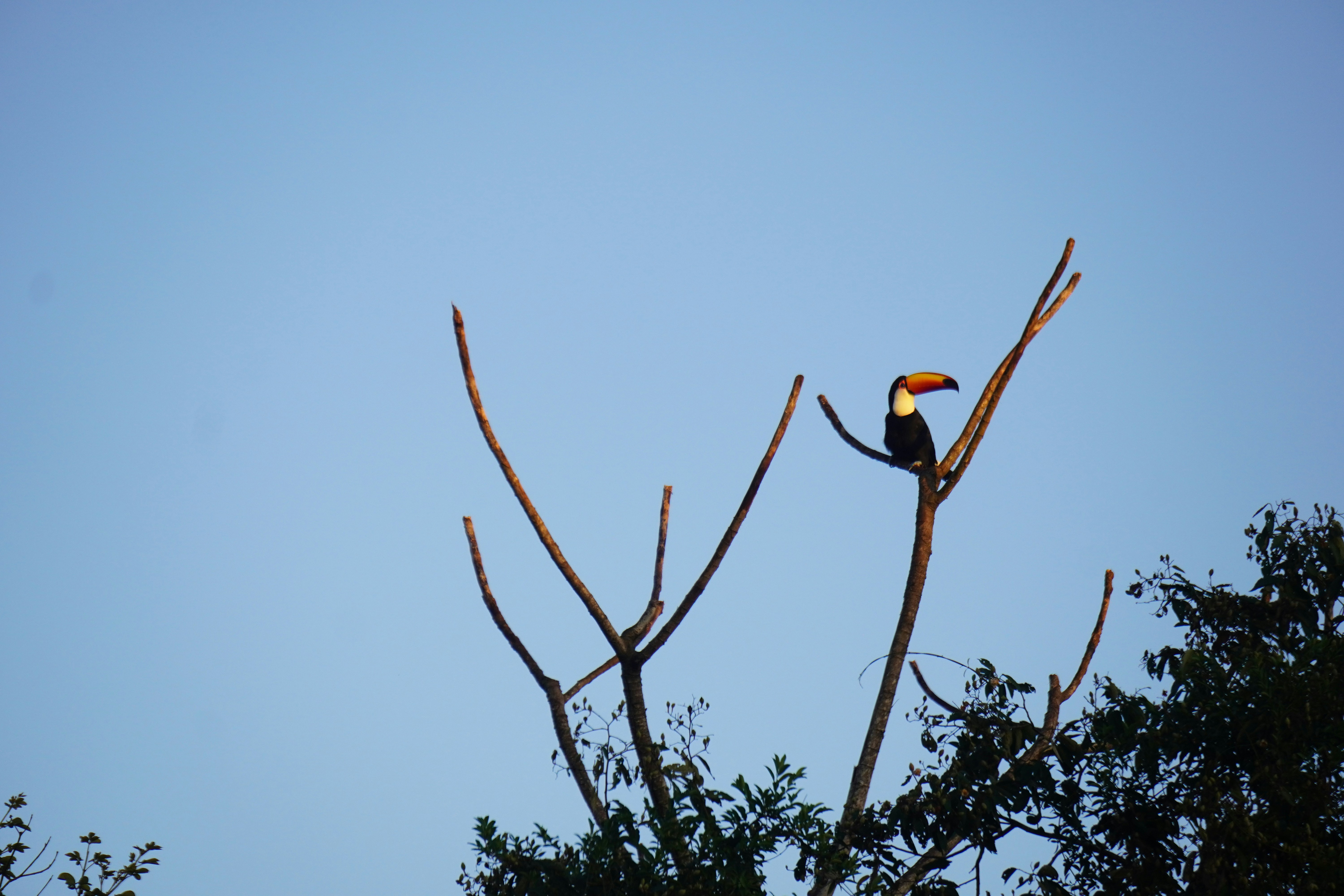 Toucan perched on a bare branch against a clear blue sky, showcasing its vibrant beak and striking silhouette.