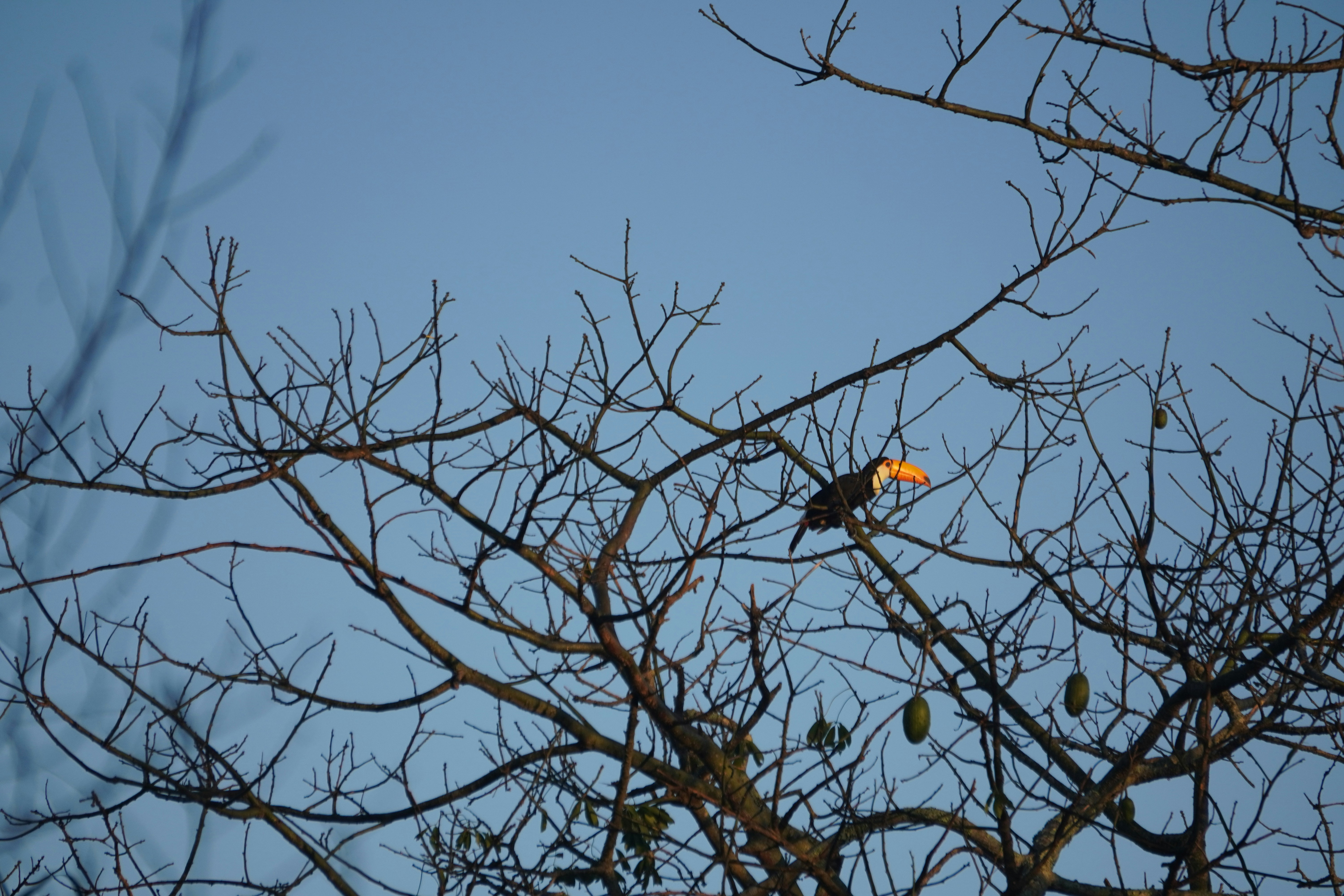 A toucan perched on a bare branch against a clear blue sky, surrounded by intricate tree silhouettes.