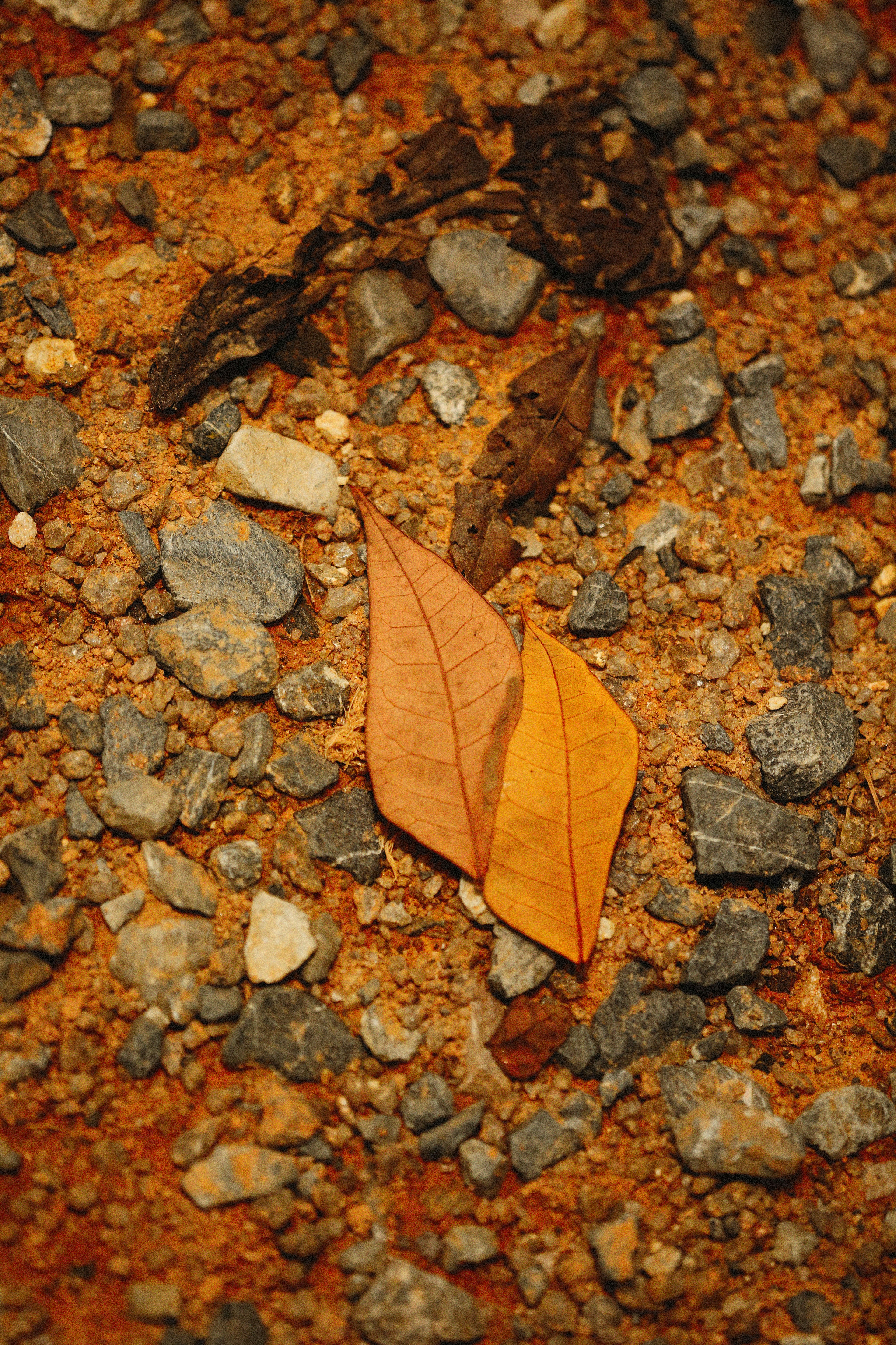 Two dried leaves resting on a bed of gravel and soil, showcasing a blend of earthy tones. The contrasting textures highlight the beauty of nature's decay.