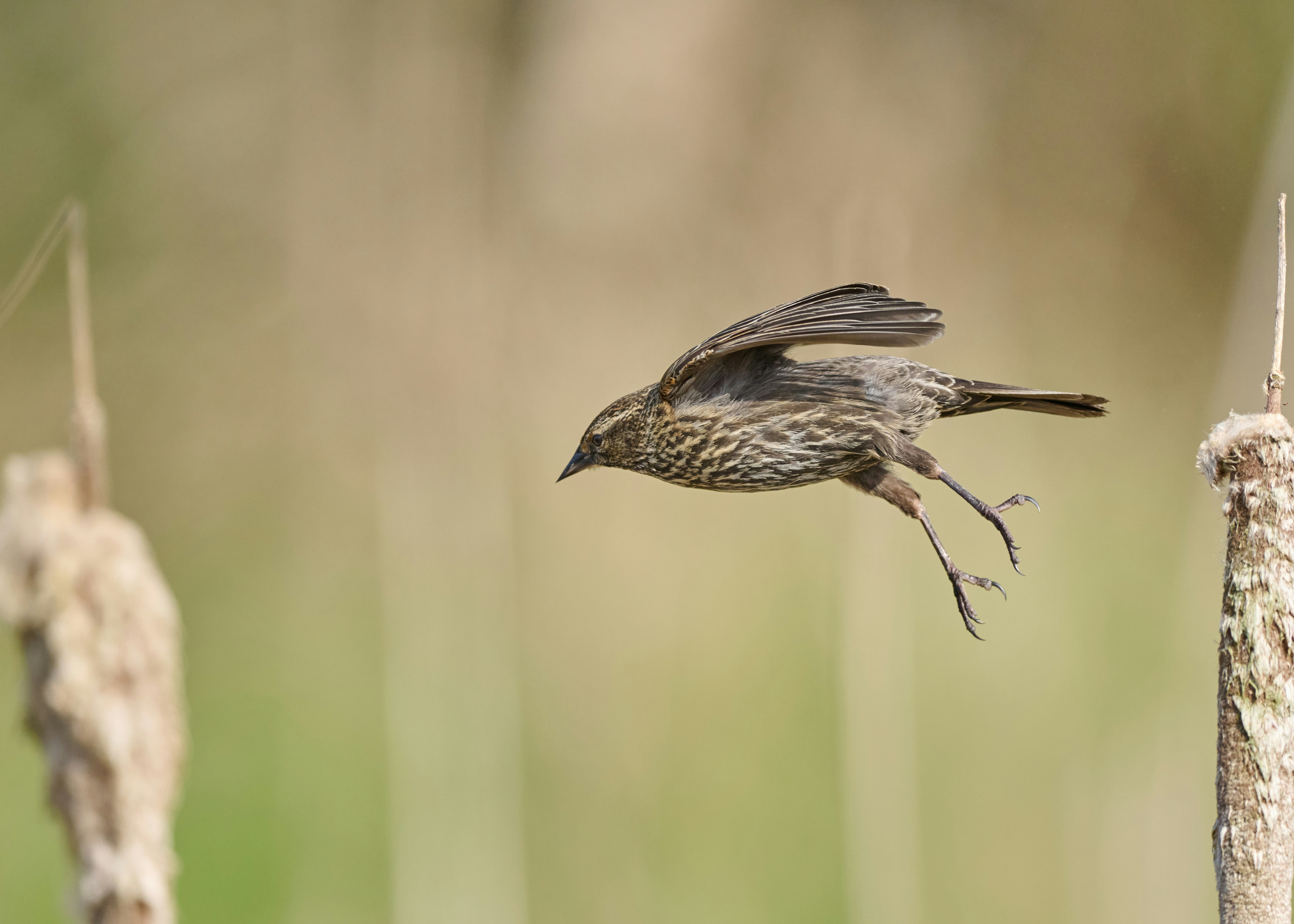 A sparrow takes off from a perch, wings outstretched against a softly blurred background. The focus highlights its dynamic movement and intricate feather details.