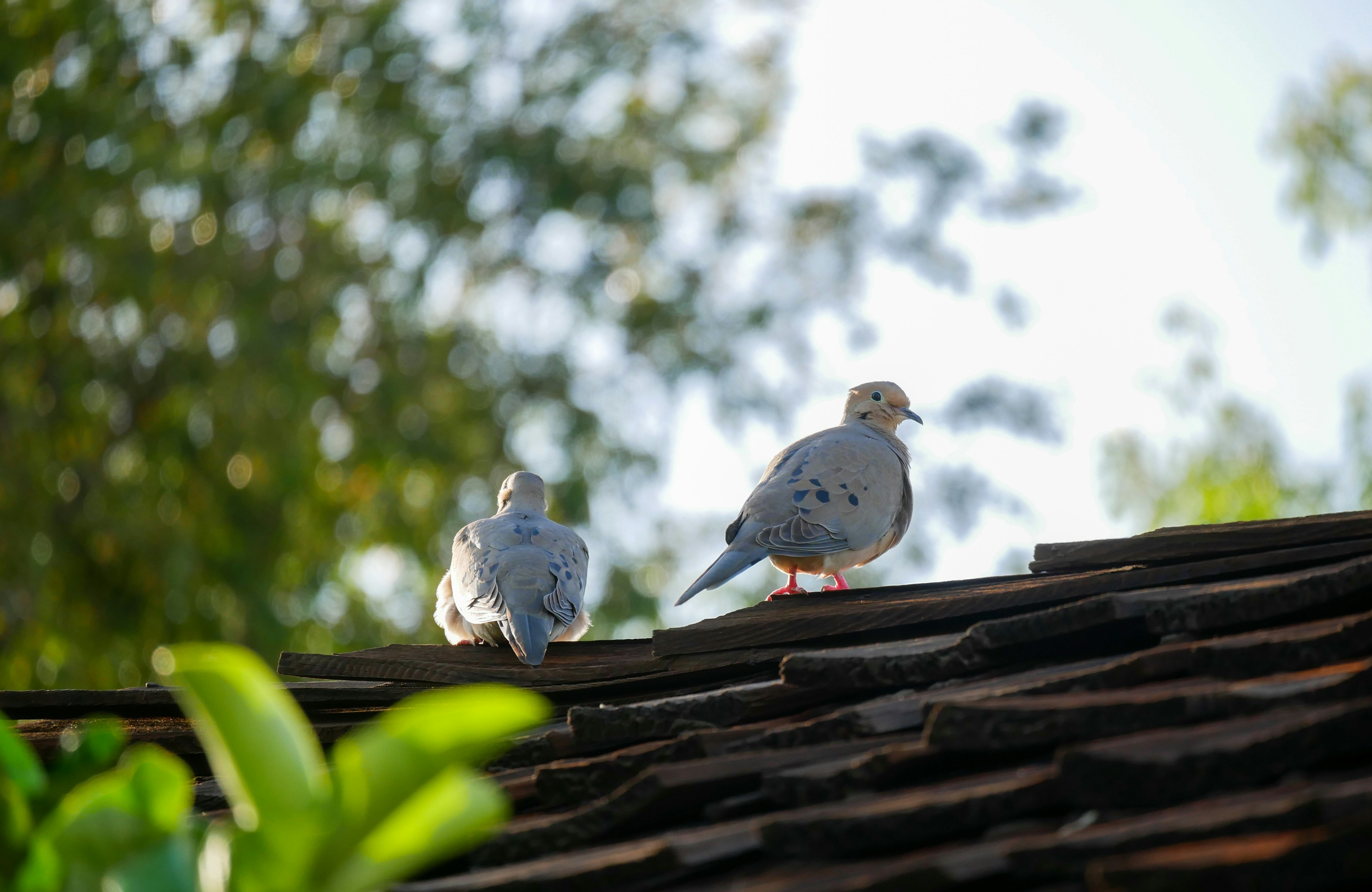 Tile-Top Vigil: Two Pigeons Perch Under Soft Spring Light