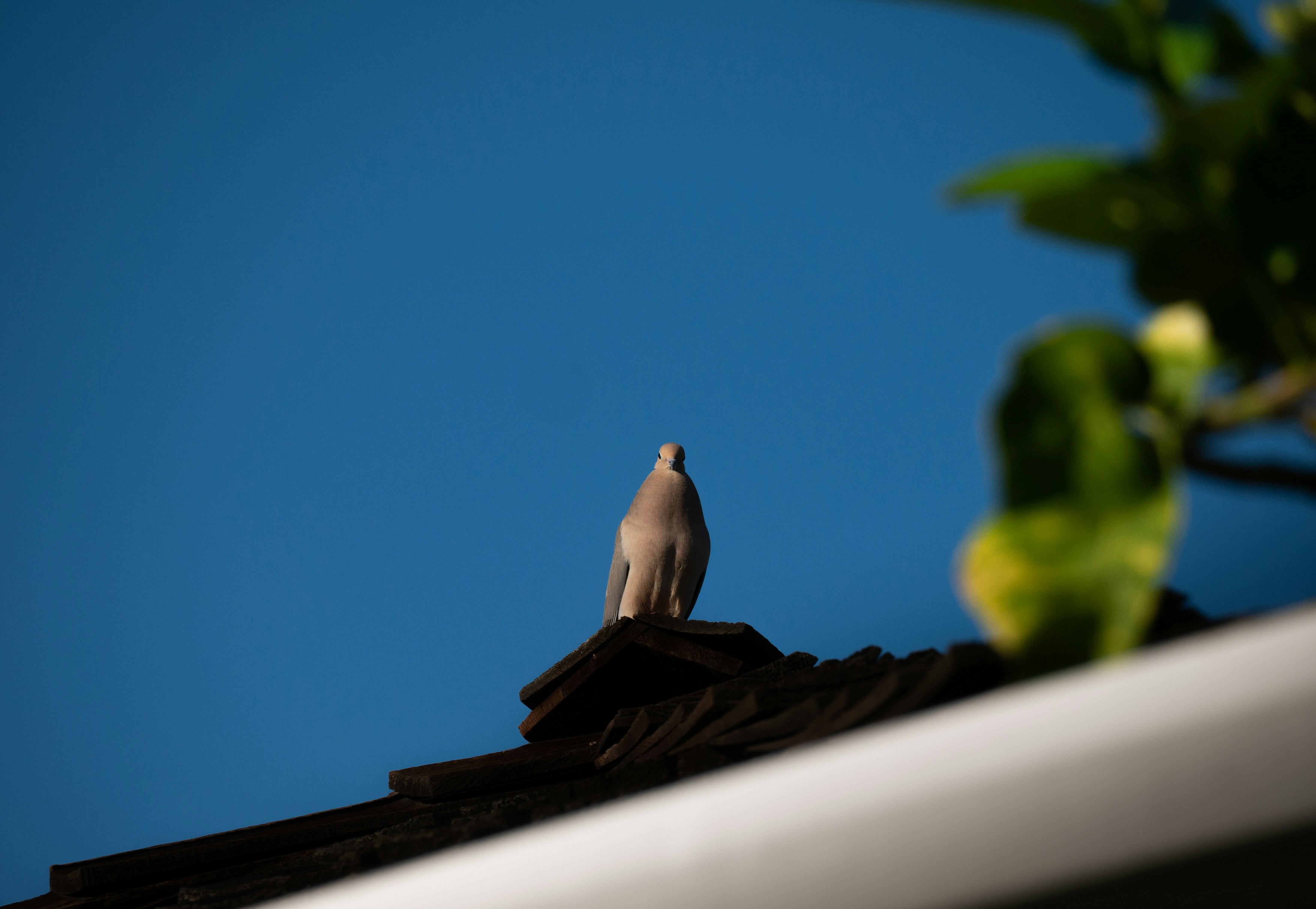a bird sitting on a roof