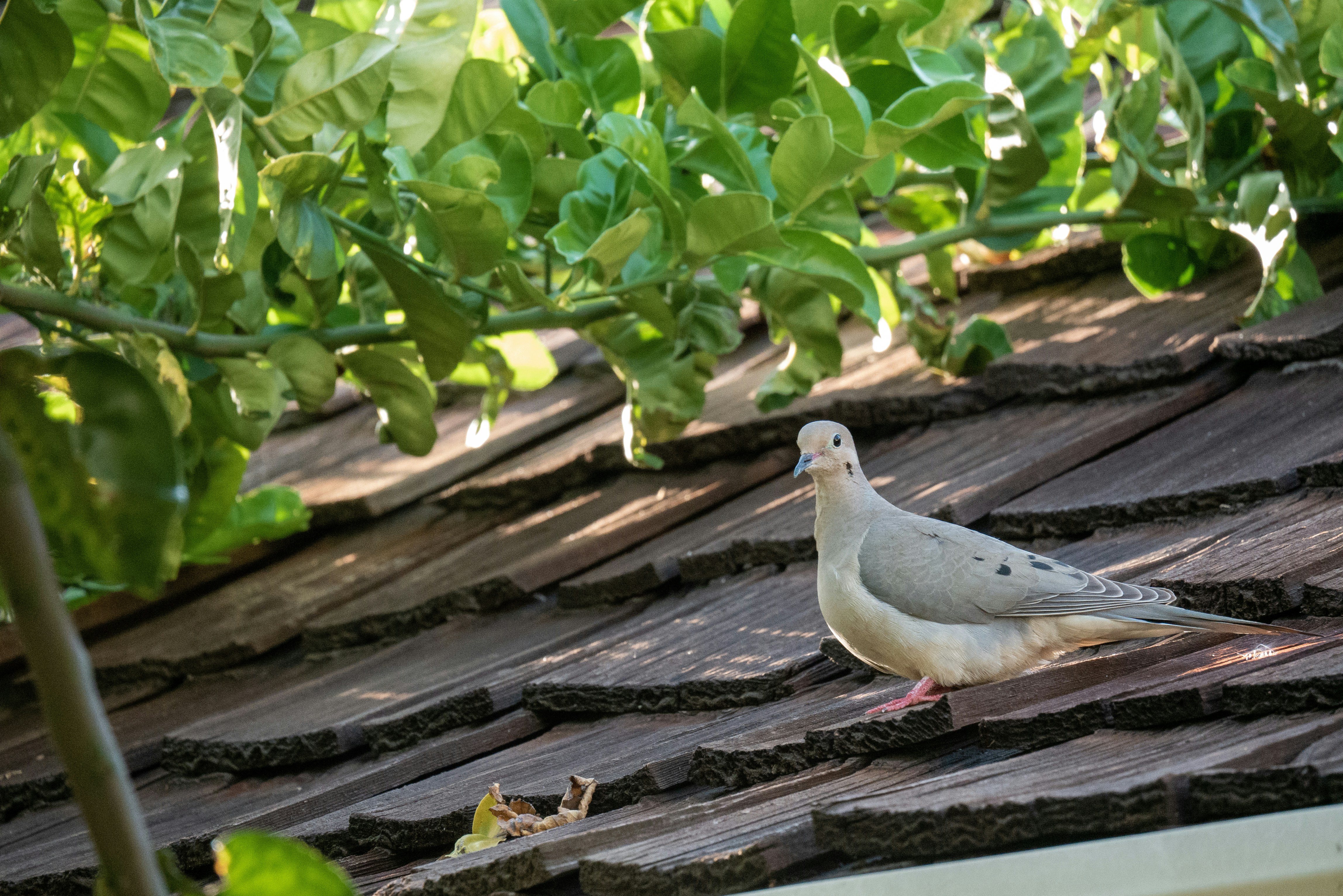 Pigeon on a Tile Roof Beneath a Green Canopy