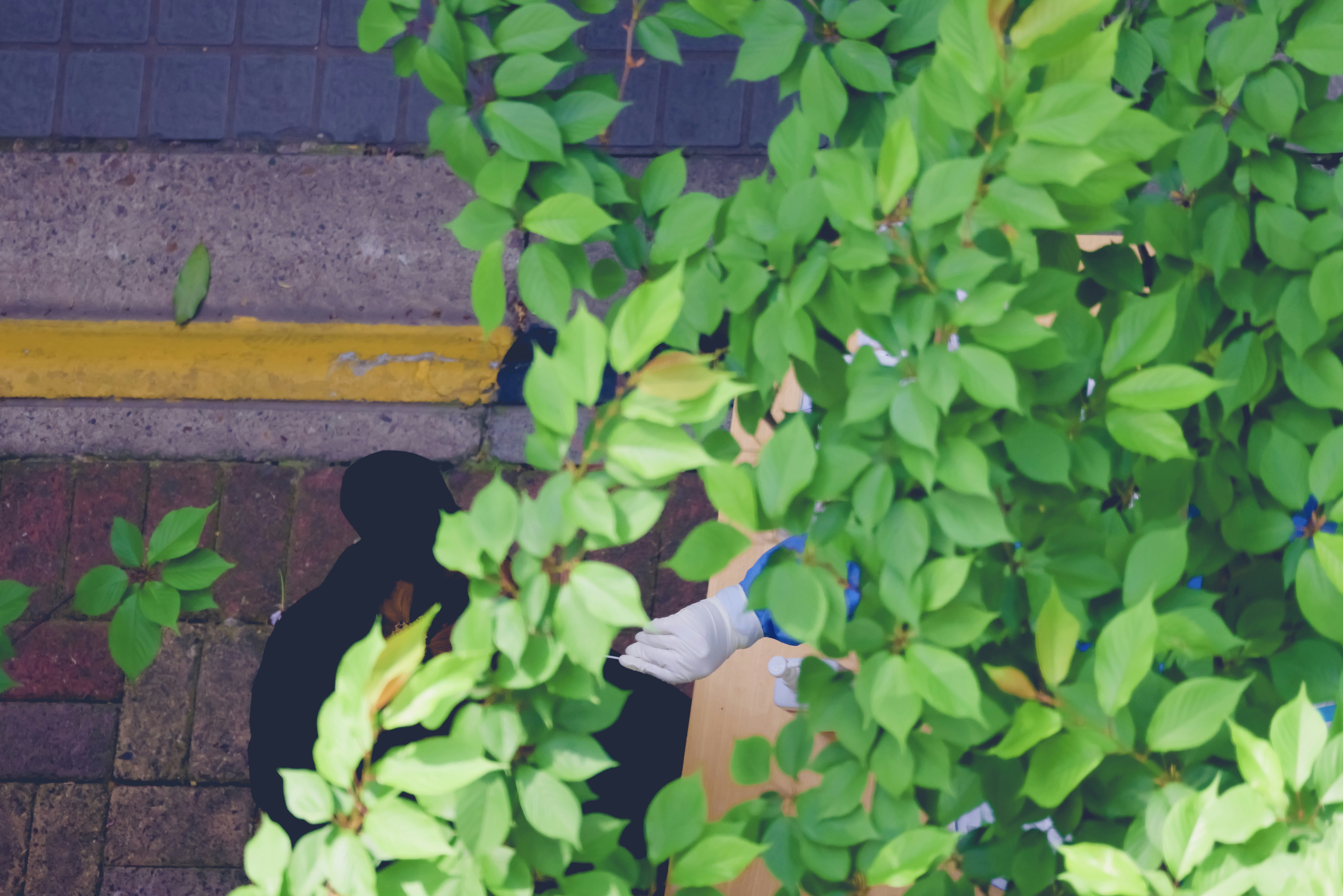 Emerald Veil: Leaves Framing a Hidden Gardener
