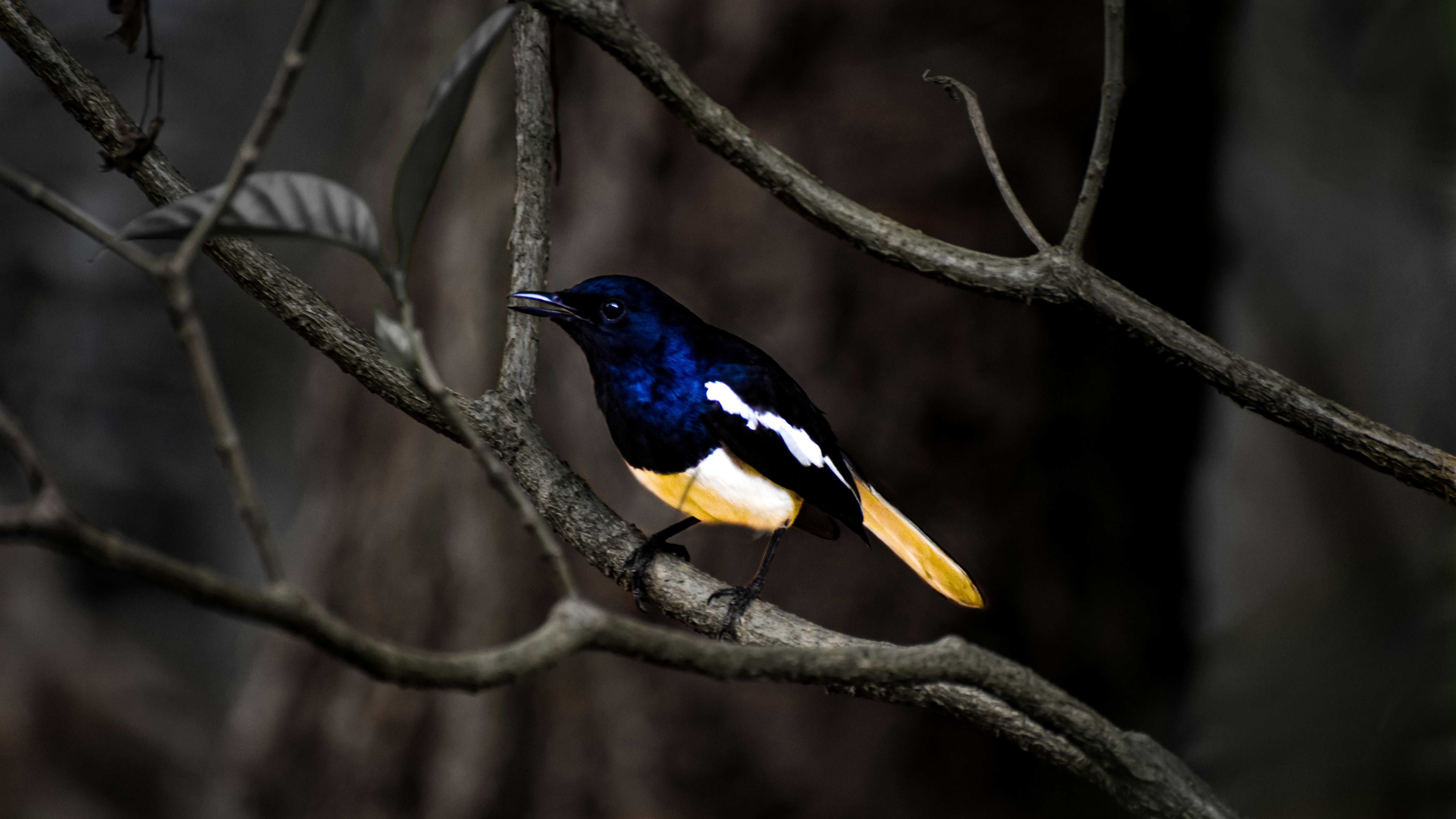Azure-backed Songbird Adrift on Twilight Branches