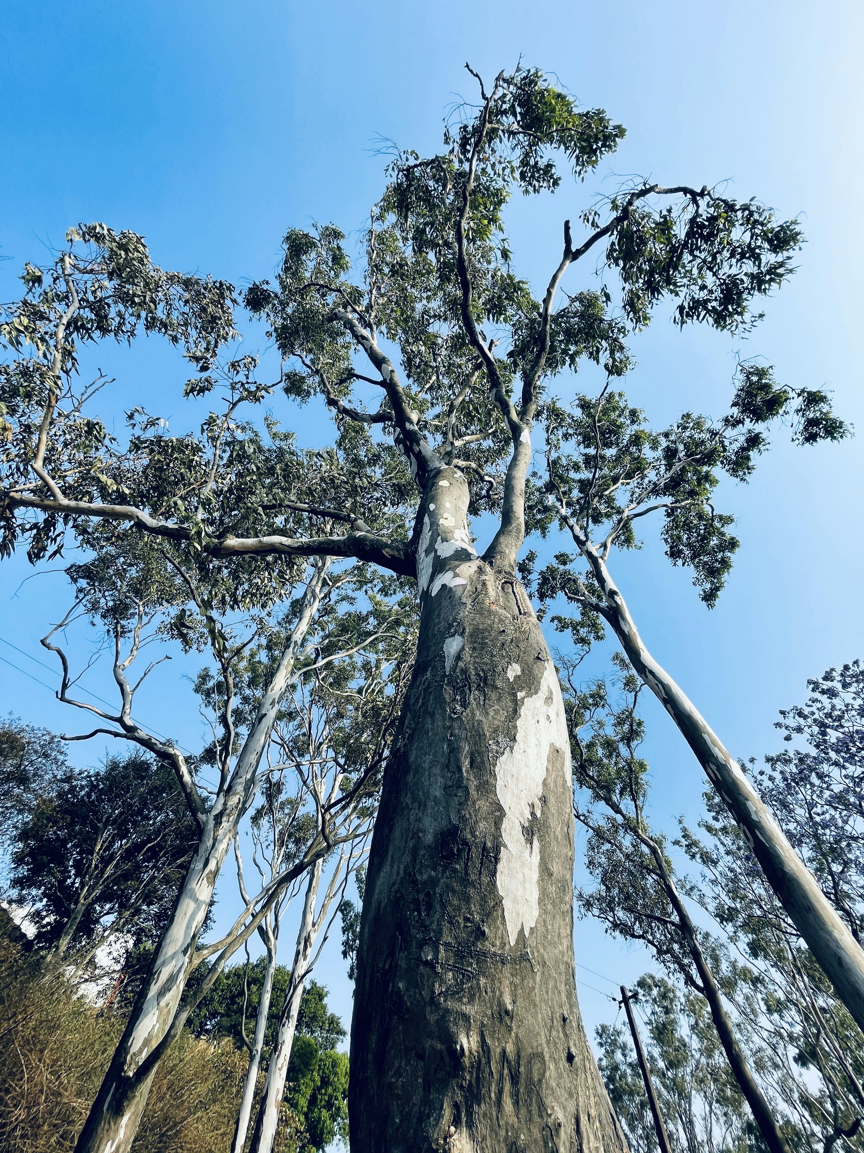 Cerulean Canopy: Ground-Up View of a Giant Eucalyptus