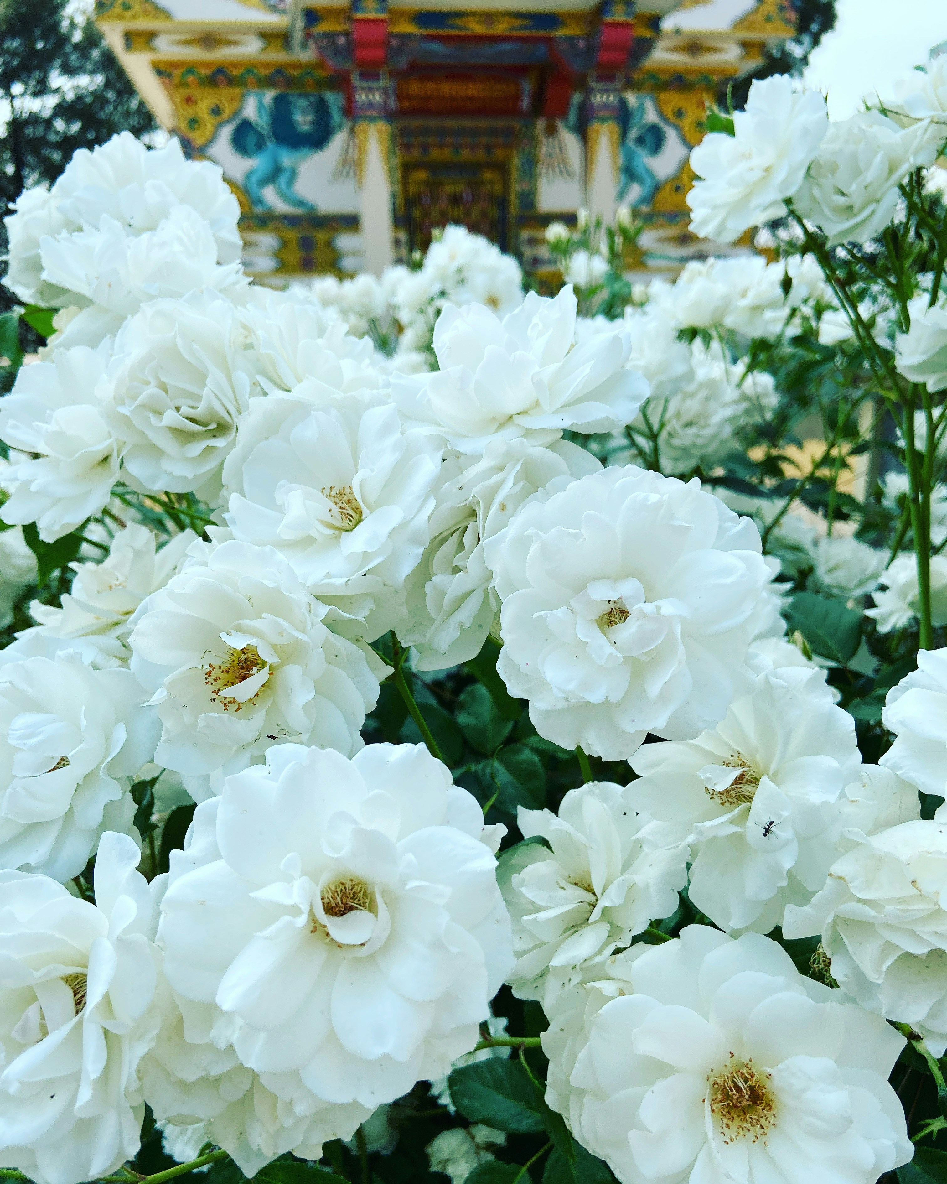 White roses in a garden temple backdrop