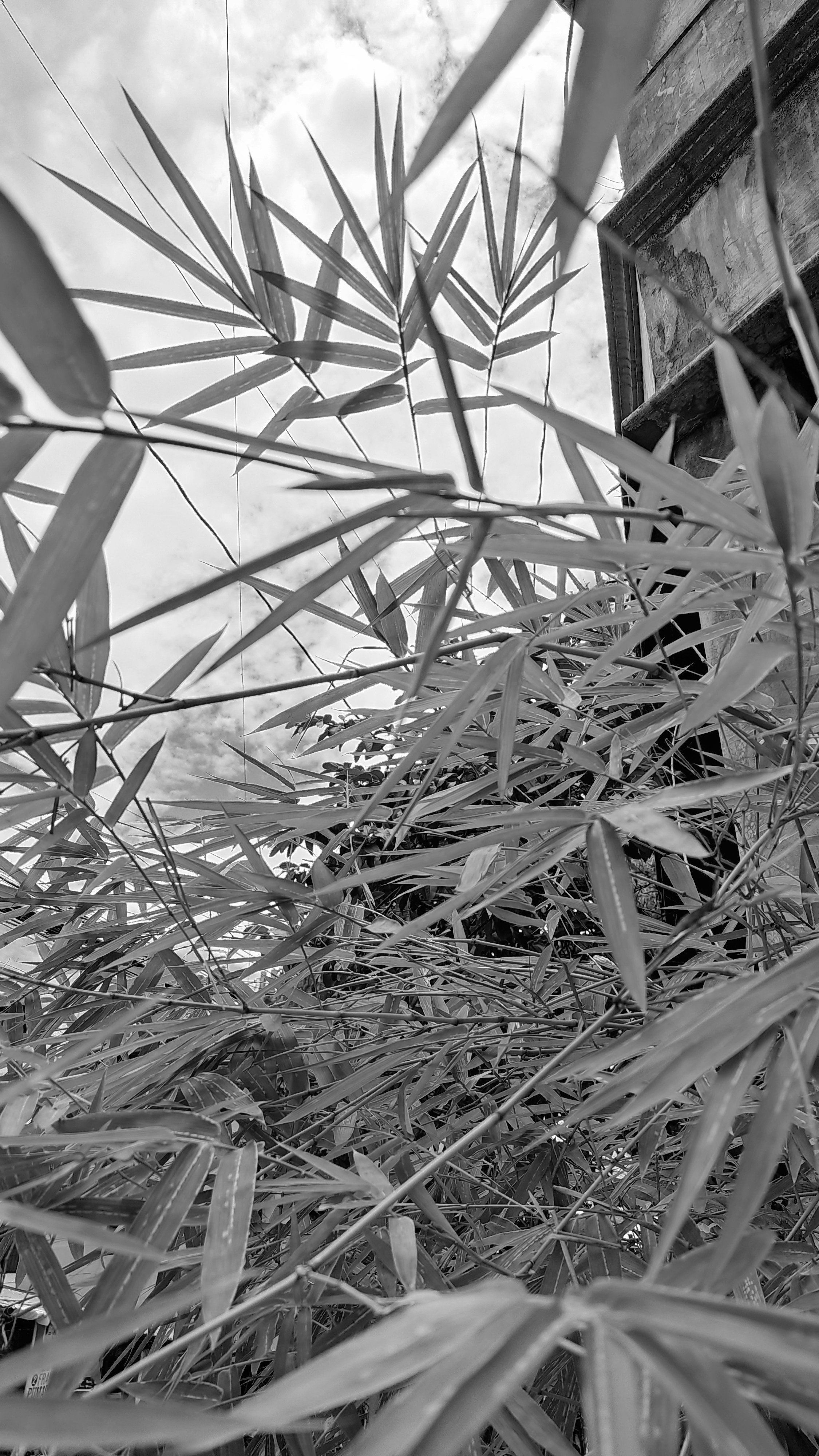 A close-up of some plants photo – Free Greyscale Image on Unsplash