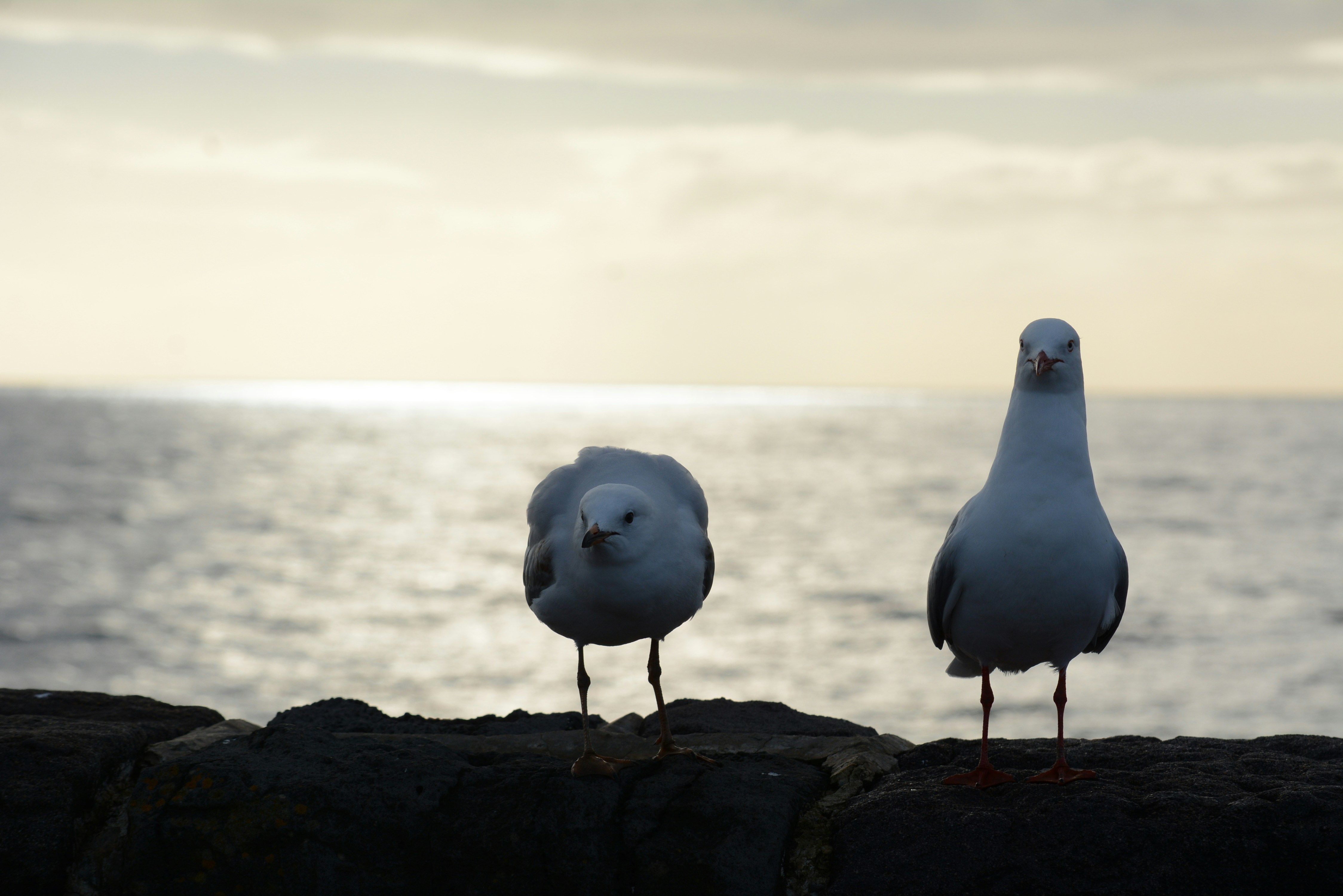 Evening Gulls at the Edge: Silhouetted on a Sunset Breakwater