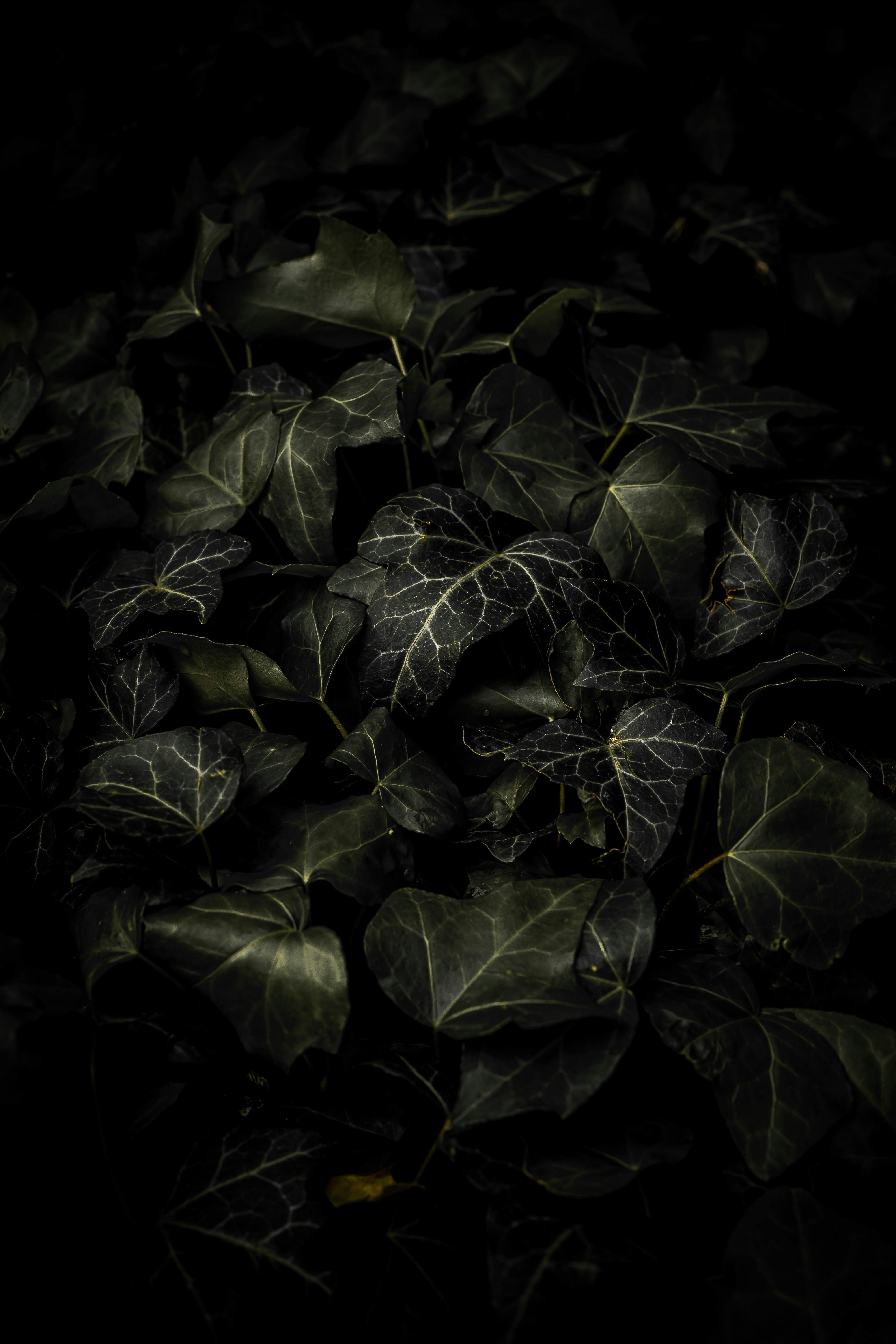 Dark green ivy leaves interwoven in a textured arrangement, creating a moody and atmospheric composition.