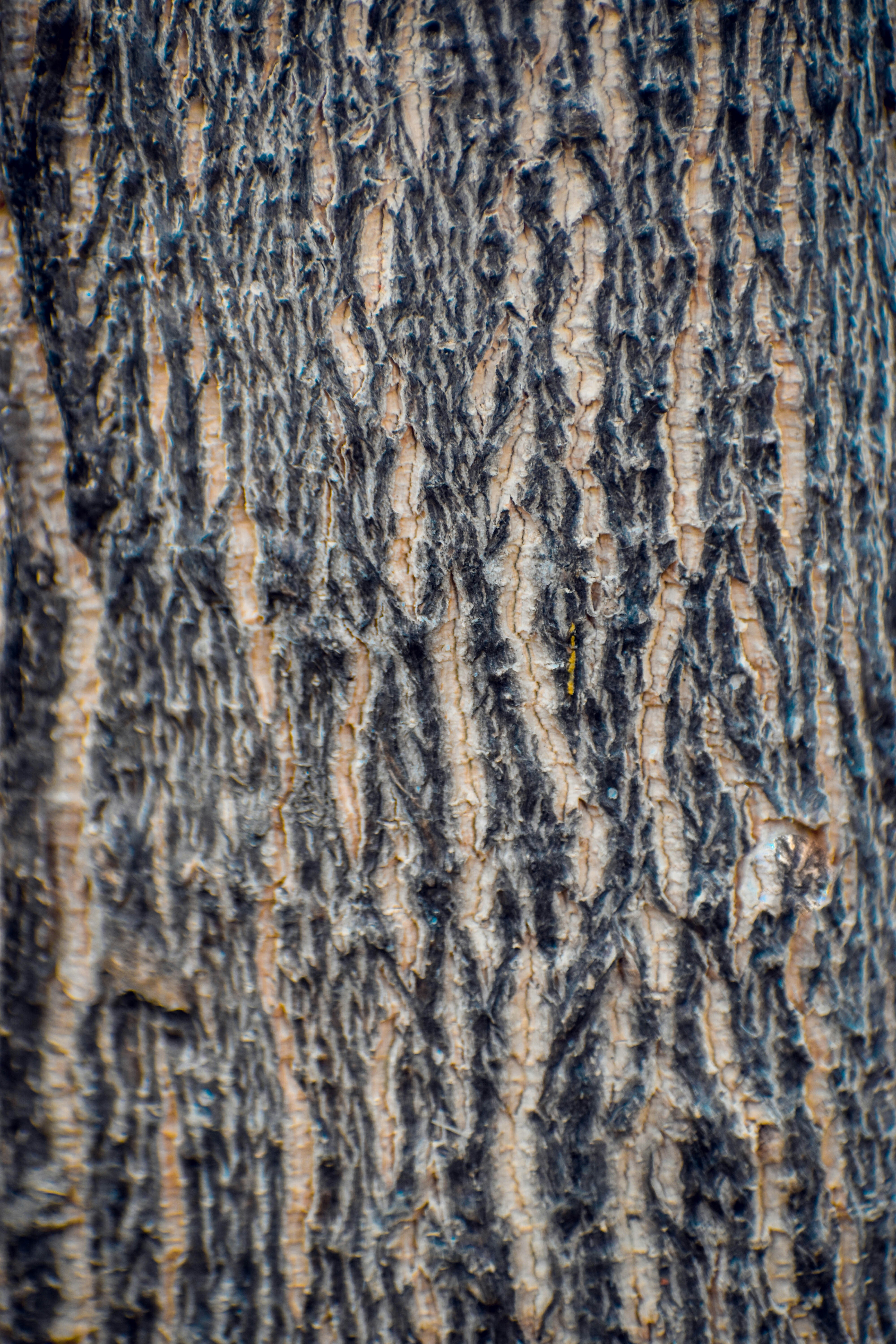 A close up of a tree trunk photo – Free Texture Image on Unsplash