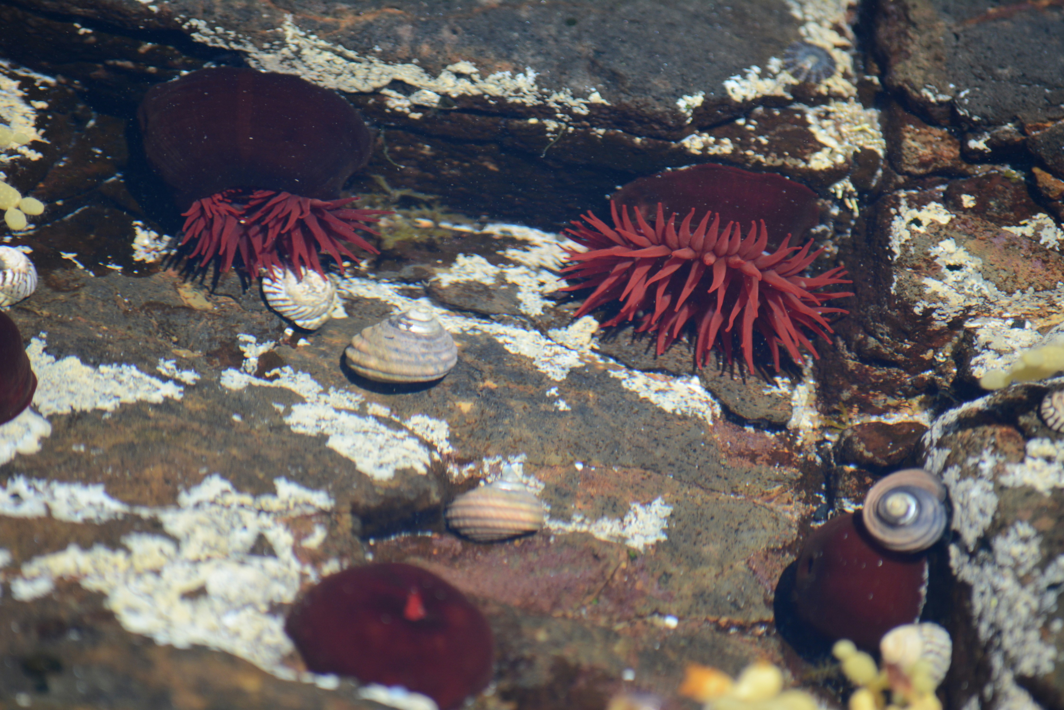 Red Sea Anemones and Tidal Barnacles on Sunlit Rock