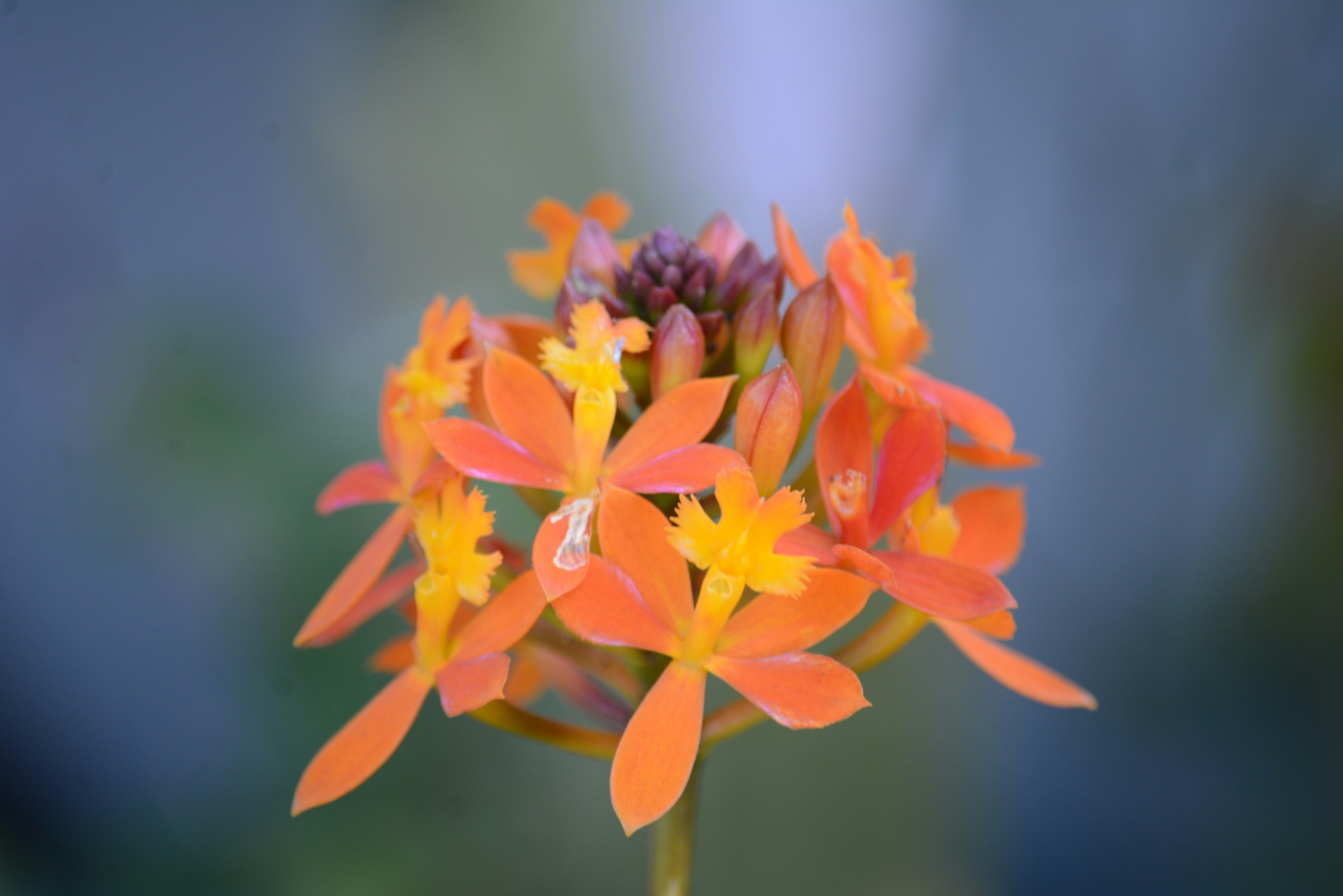 Cluster of orange and yellow flowers showcasing intricate petal designs against a soft, blurred background.