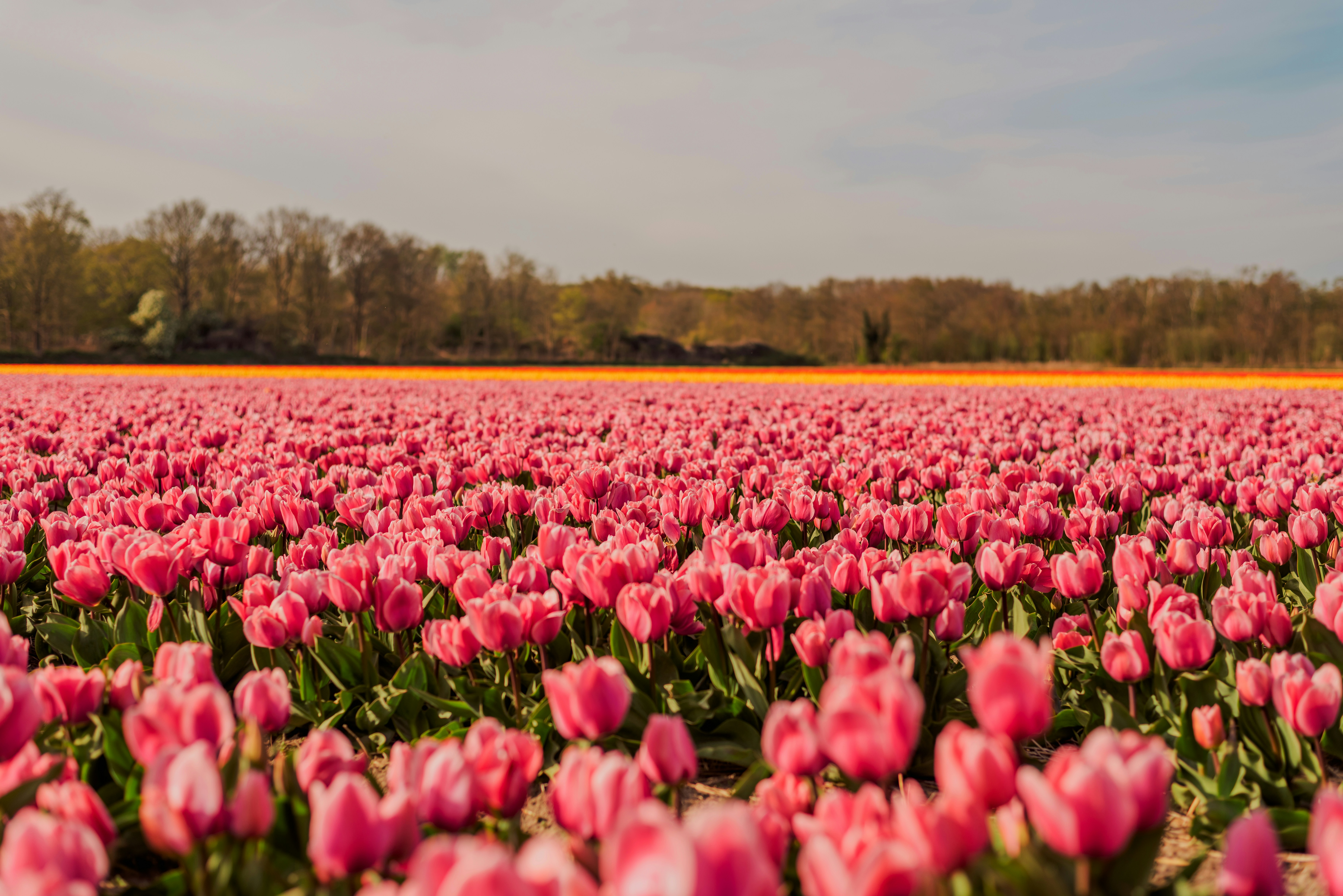 Vast field of vibrant pink tulips under a clear sky with a forested backdrop.
