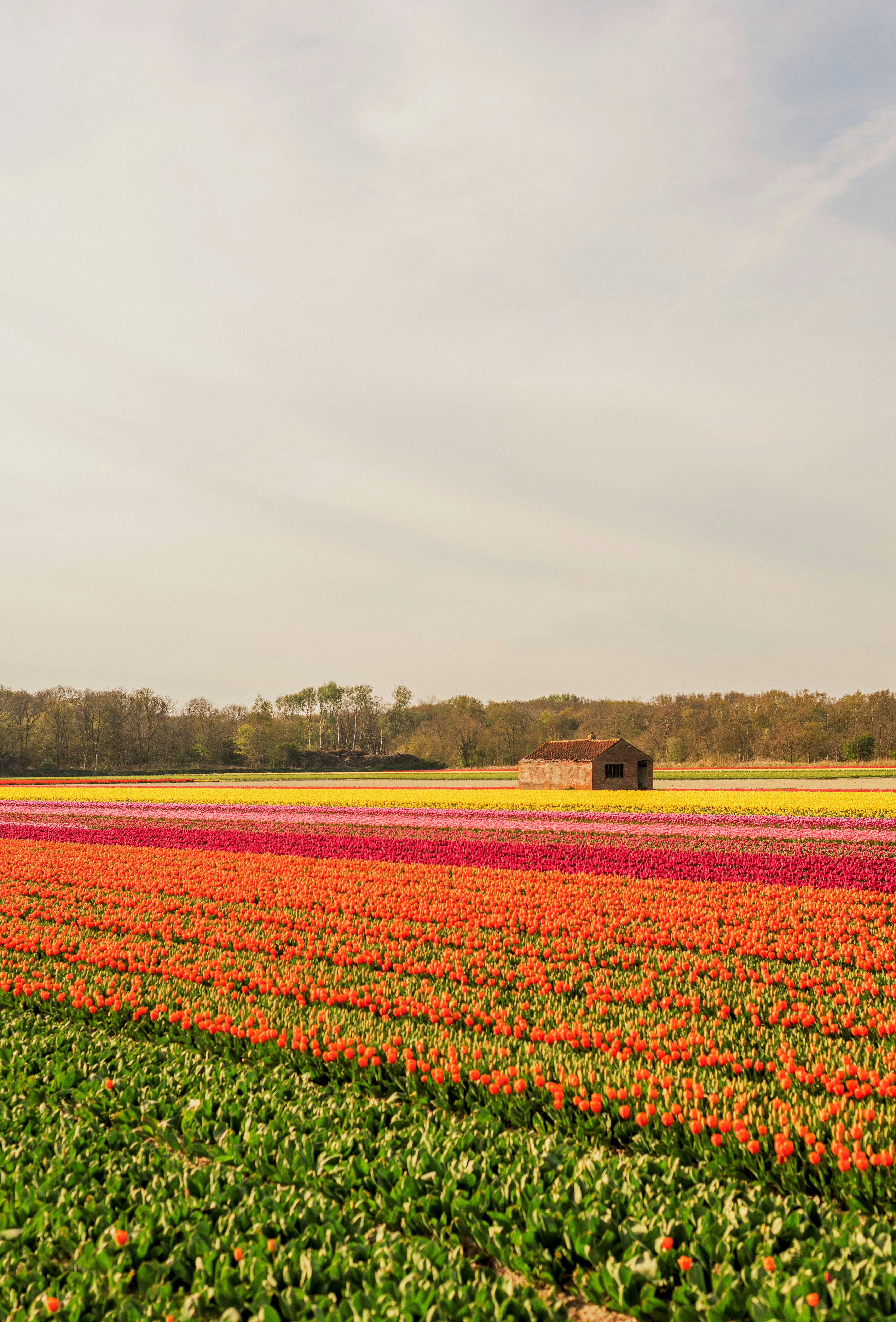 Tulip Corridor to a Solitary Barn under a Soft Apricot Sky