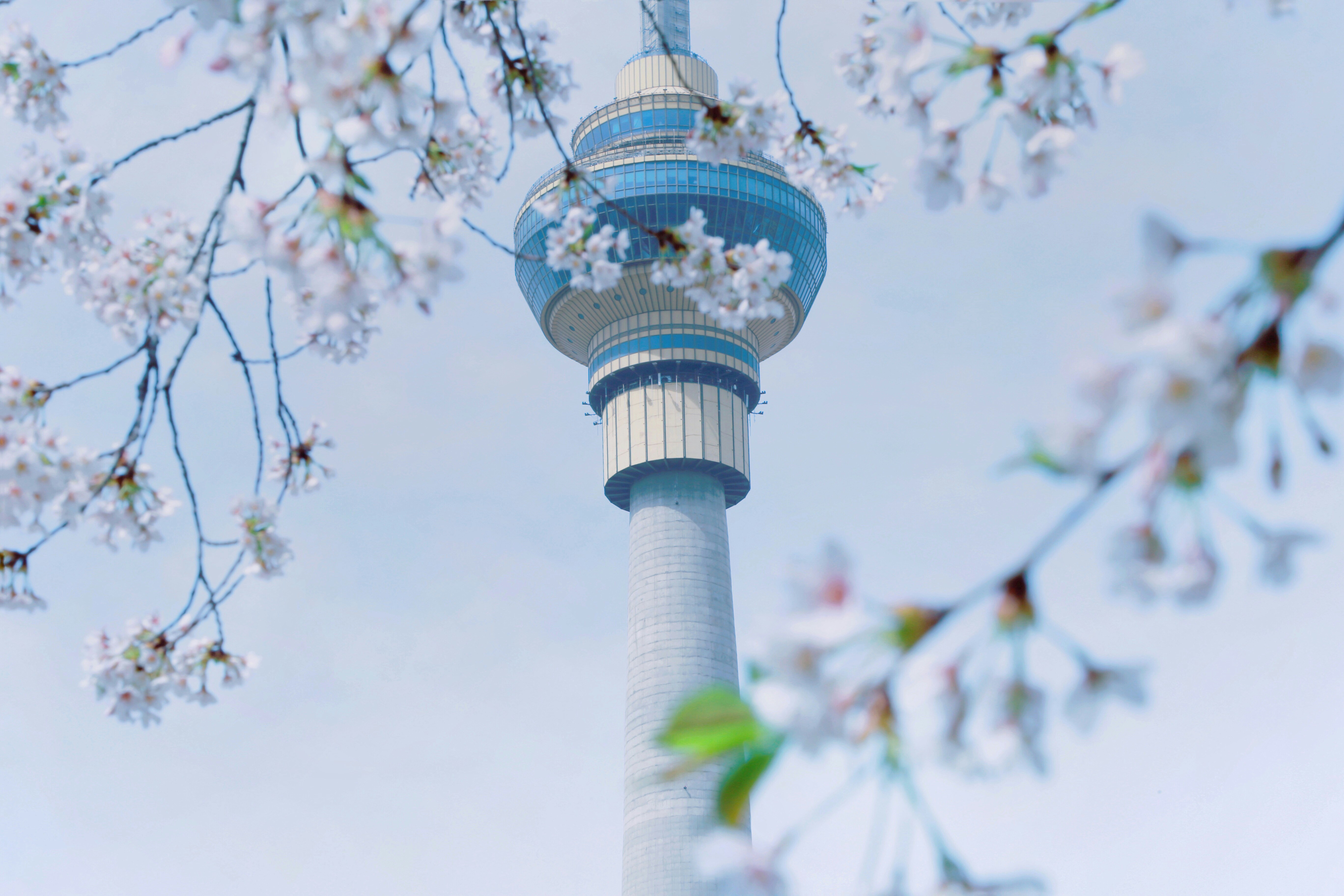 Blossoms Framing a Skyline Beacon