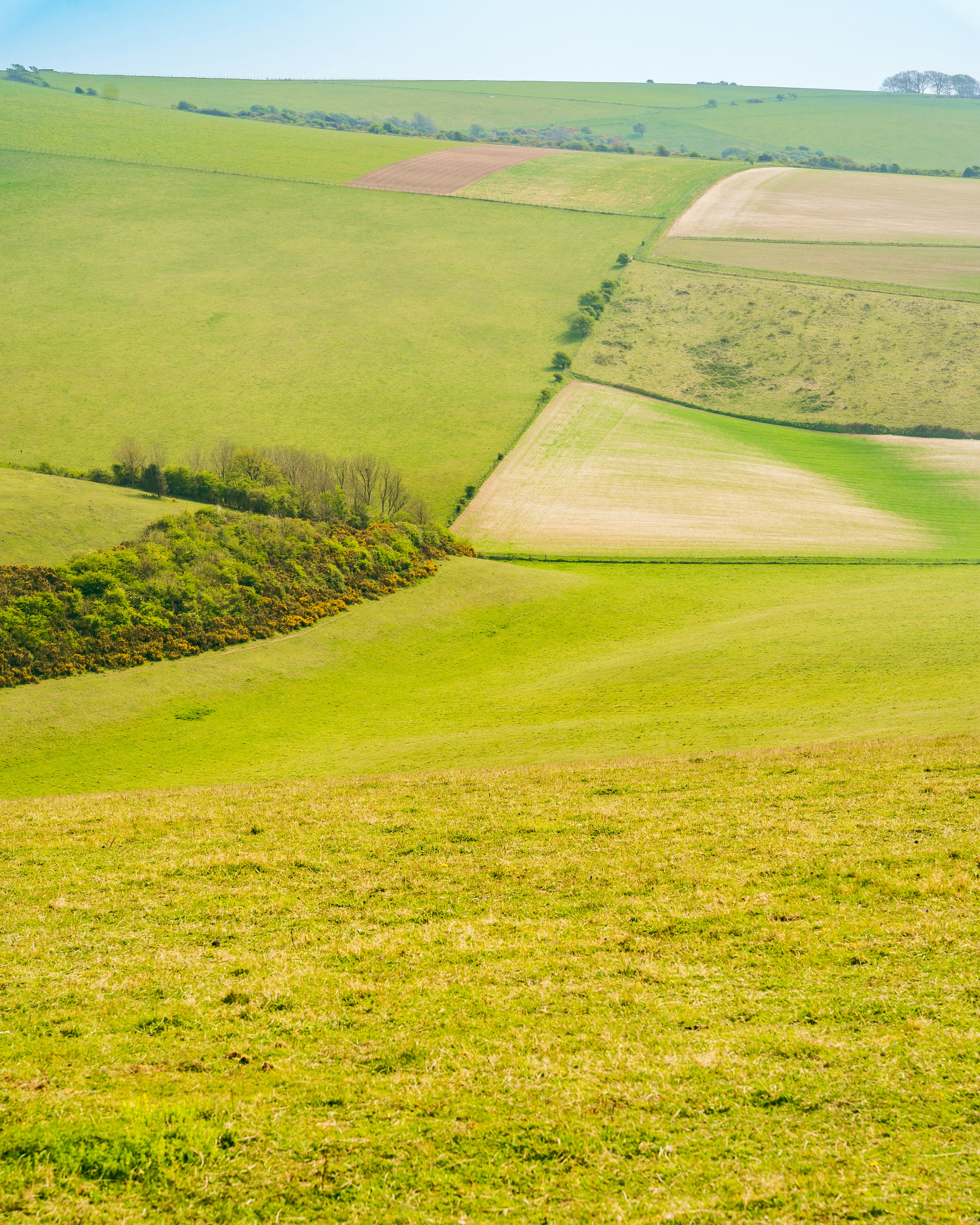 Foto zum Thema Ein großes Feld mit ein paar Bäumen – Kostenloses Bild ...