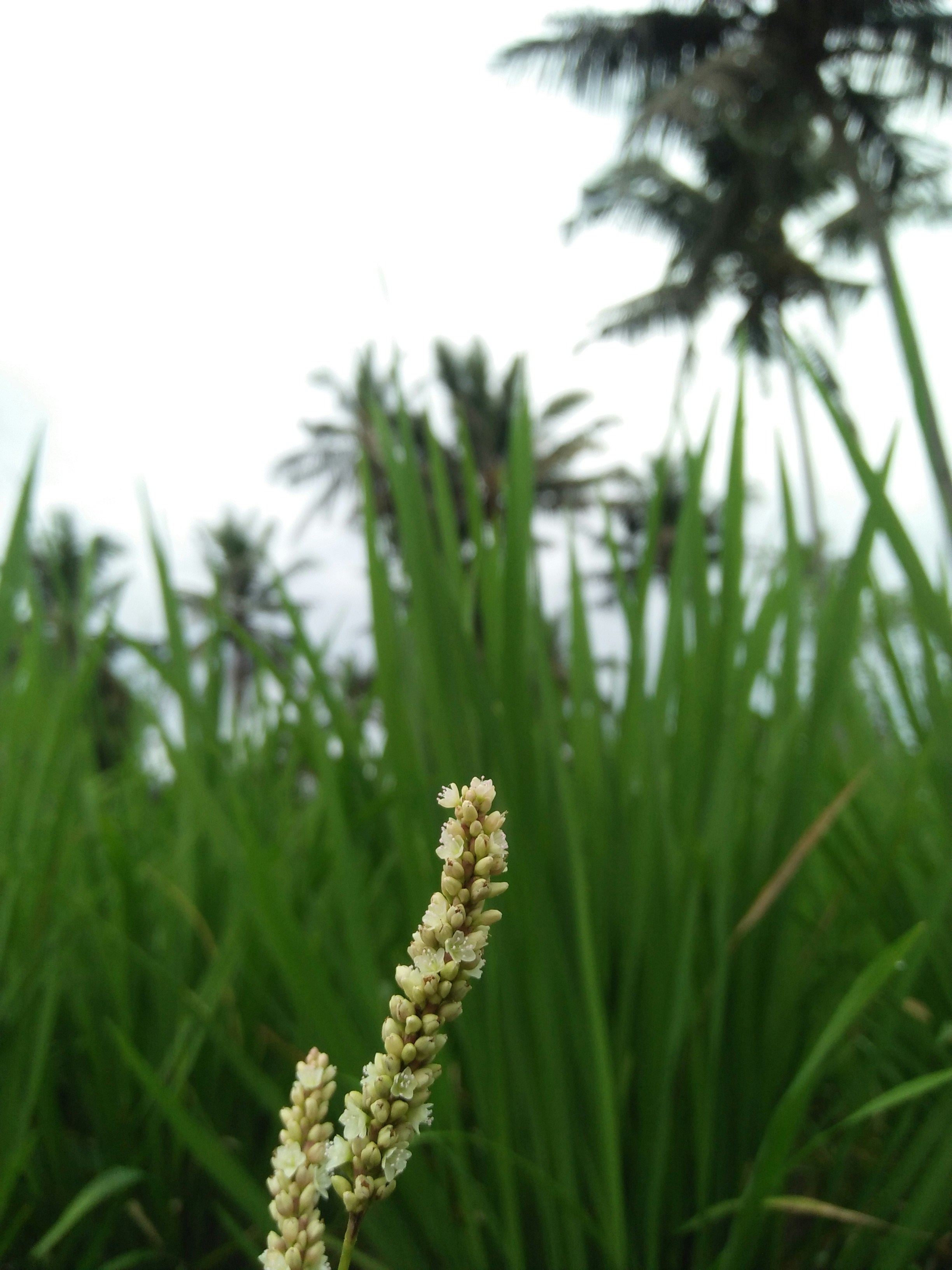 Close-up photograph of a pale grass spike in the foreground, with a dense green field and blurred tropical trees in the background.
