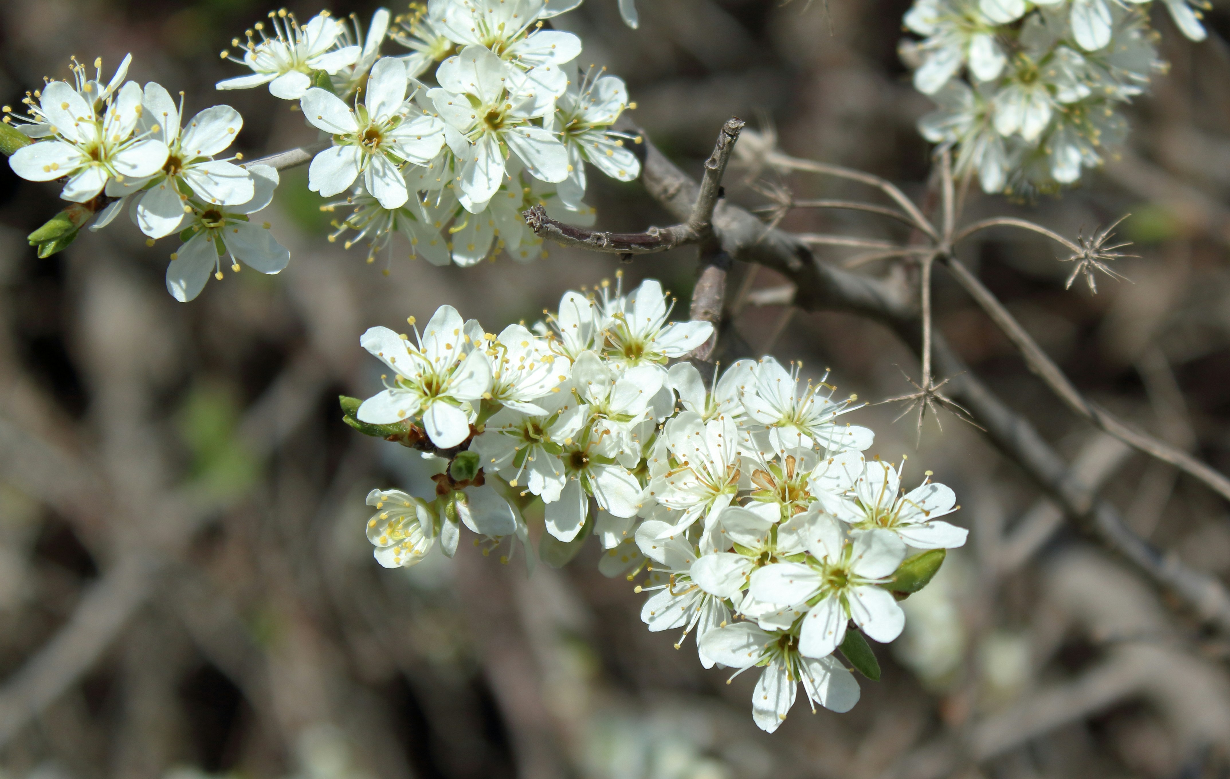 Crystalline White Blossoms: Close-Up on a Weathered Spring Branch