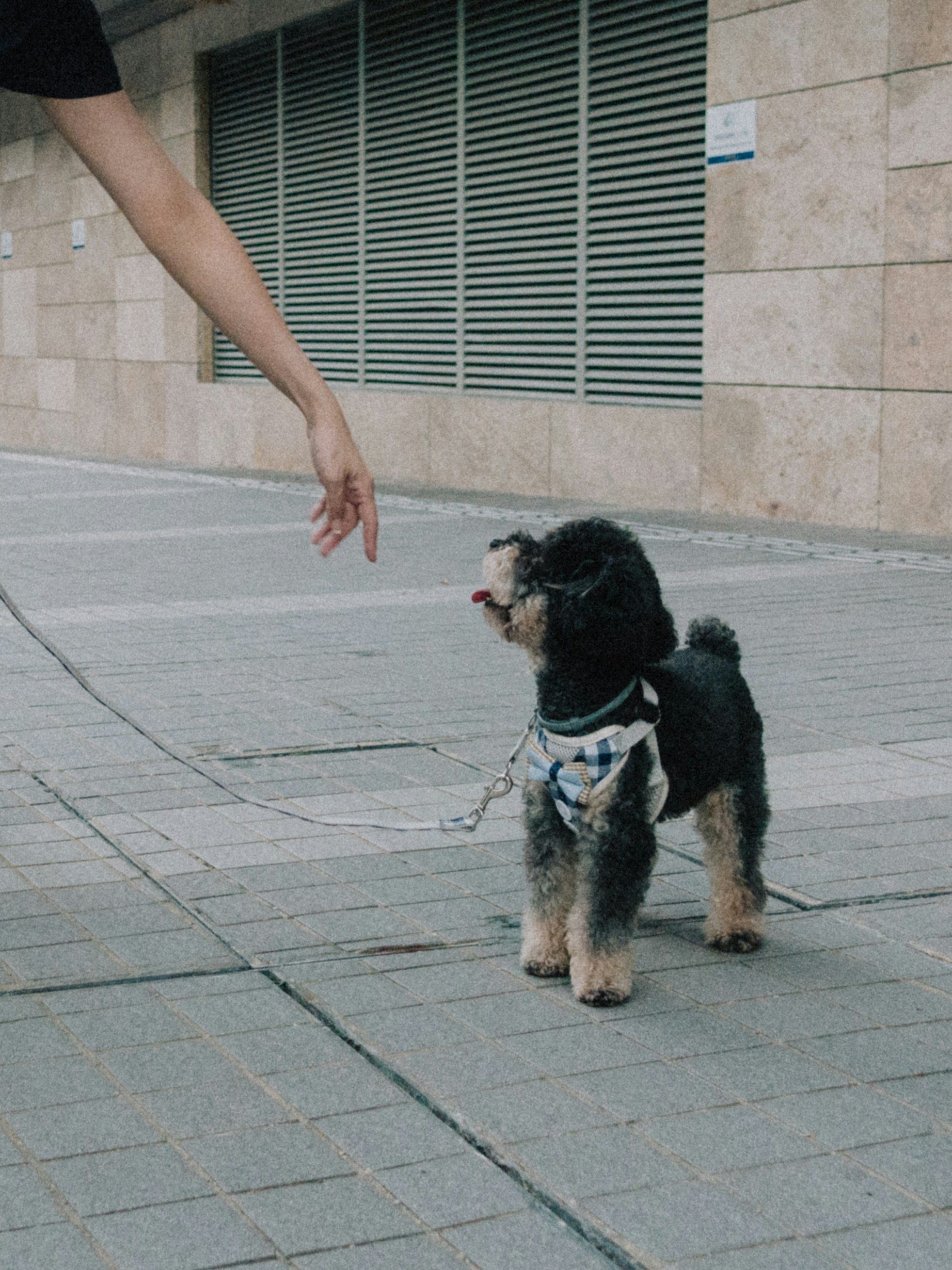 City Walk Pause: A Curious Pooch Meets a Reaching Hand