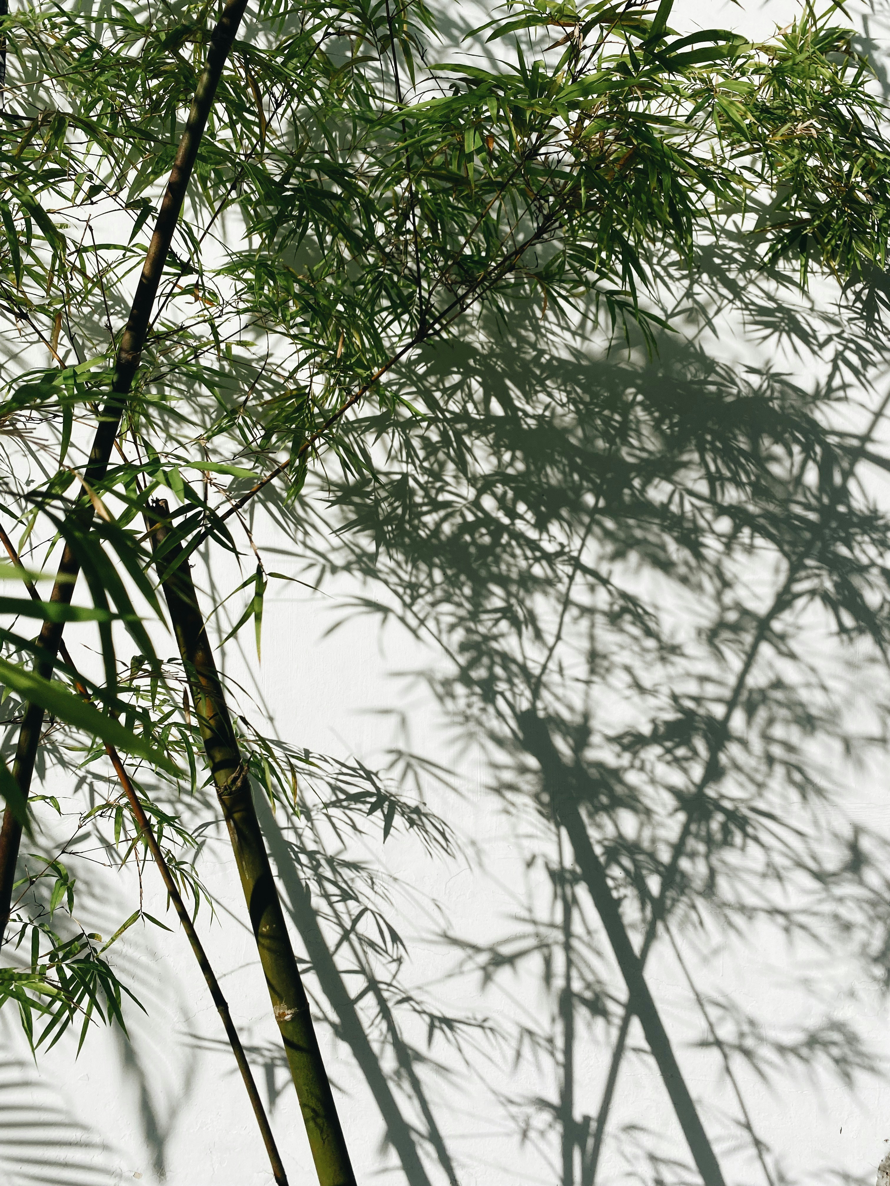 Bamboo Shadows: A Sunlit Dialogue on a White Wall