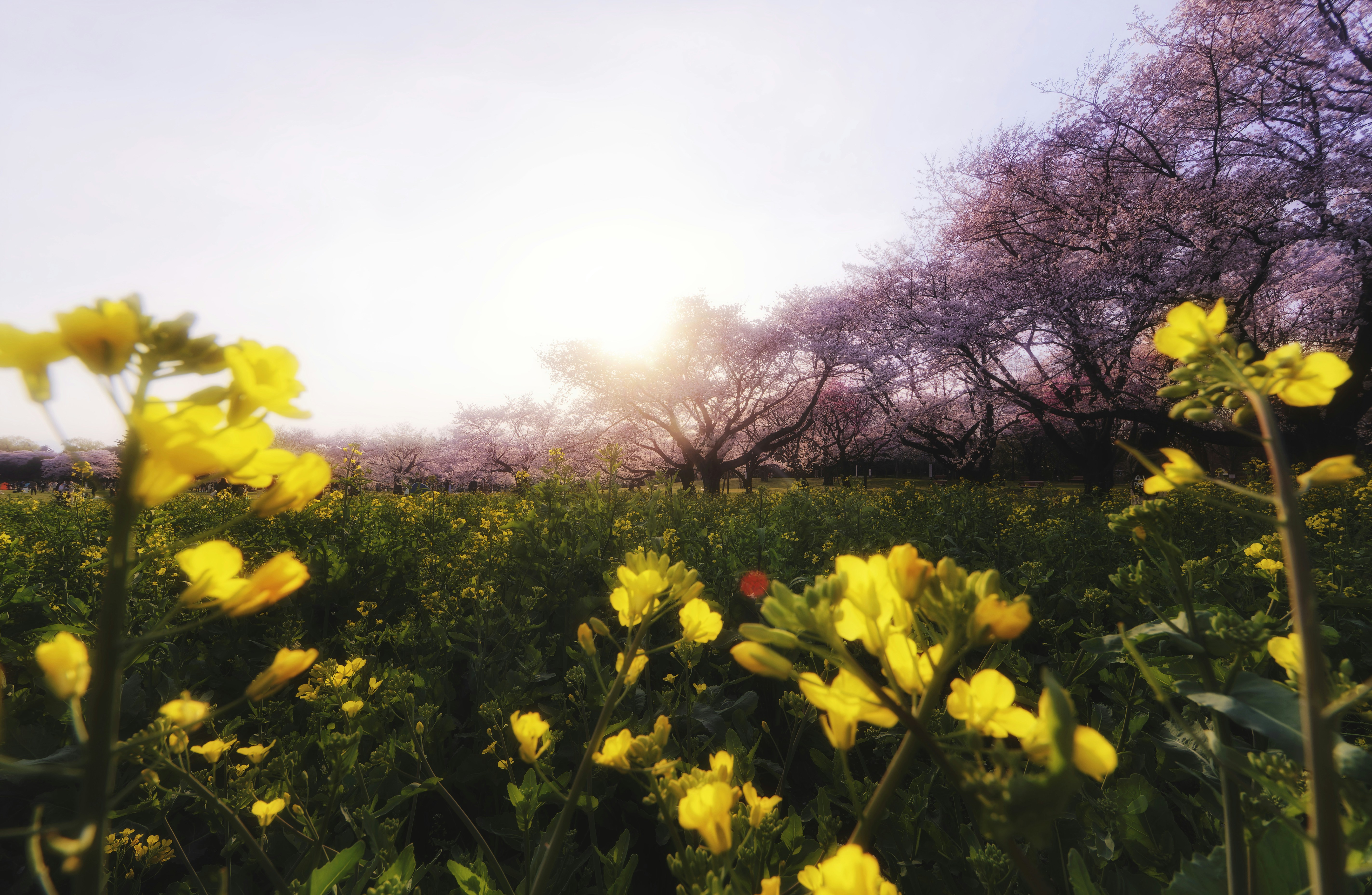 Dawn Over a Field of Yellow Blooms Beneath a Pink Cherry Canopy