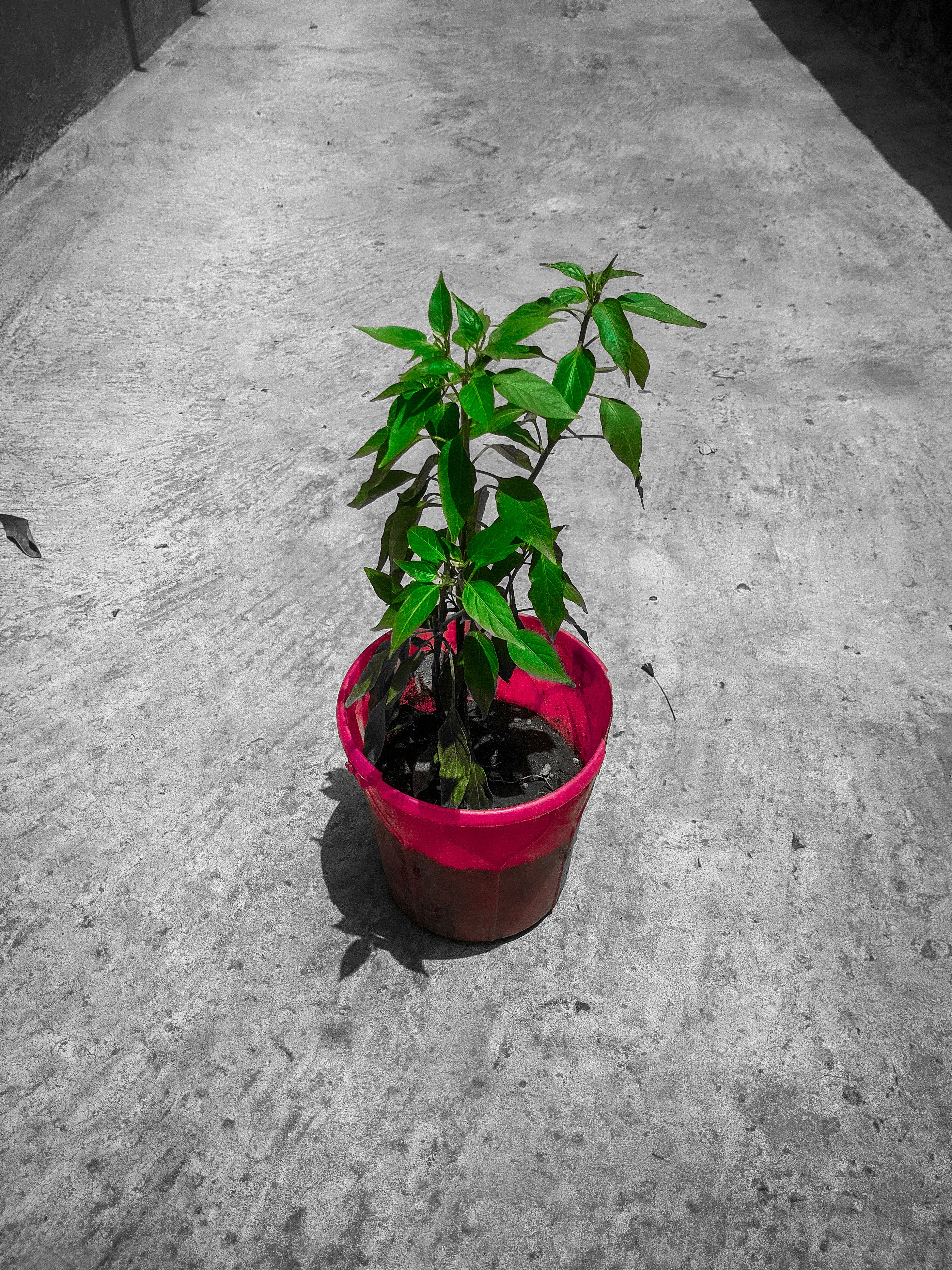 A green plant thriving in a pink pot contrasts starkly against a desaturated concrete background.