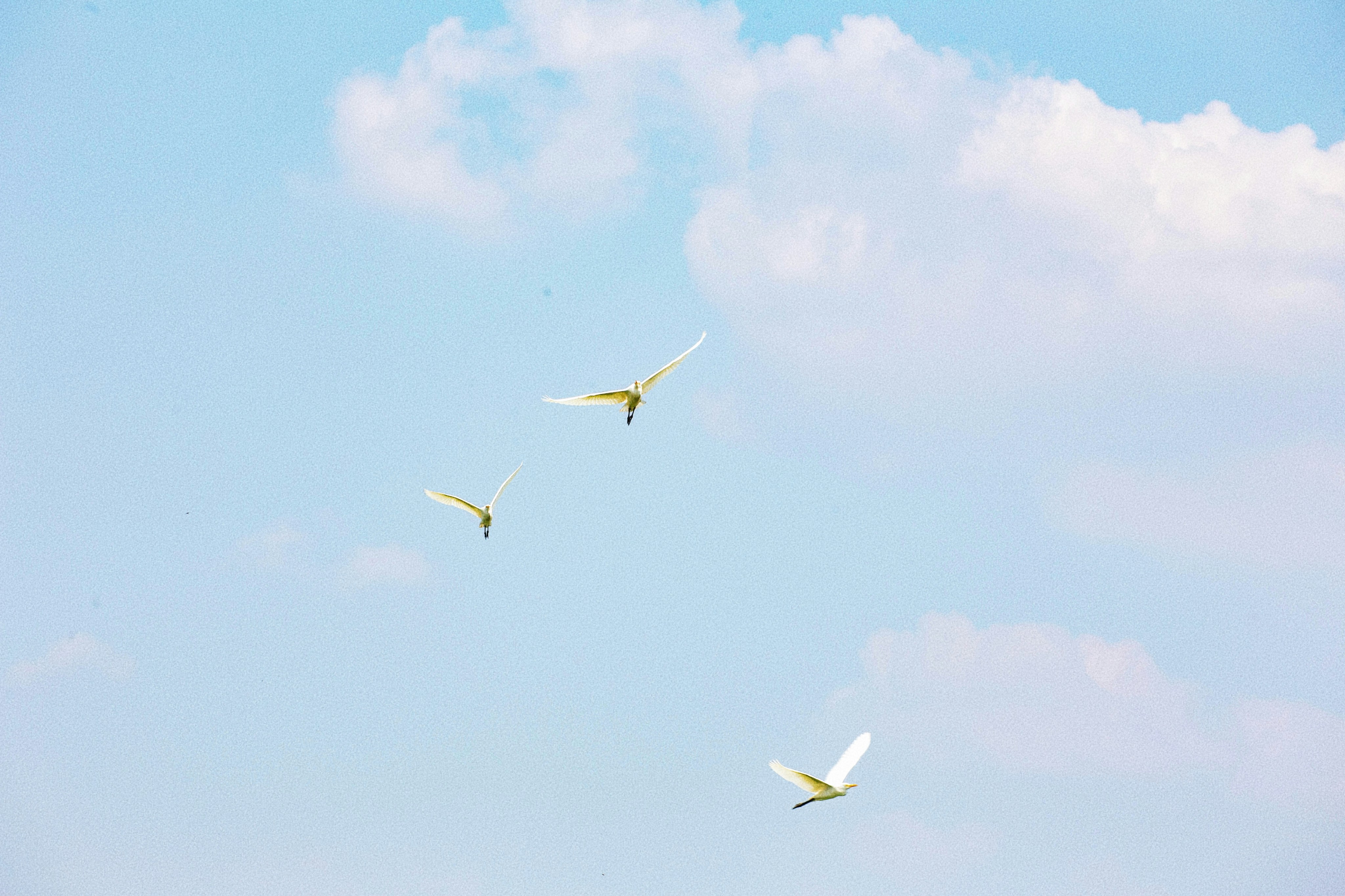 A couple of yellow planes flying in the sky photo – Free Bird flying ...