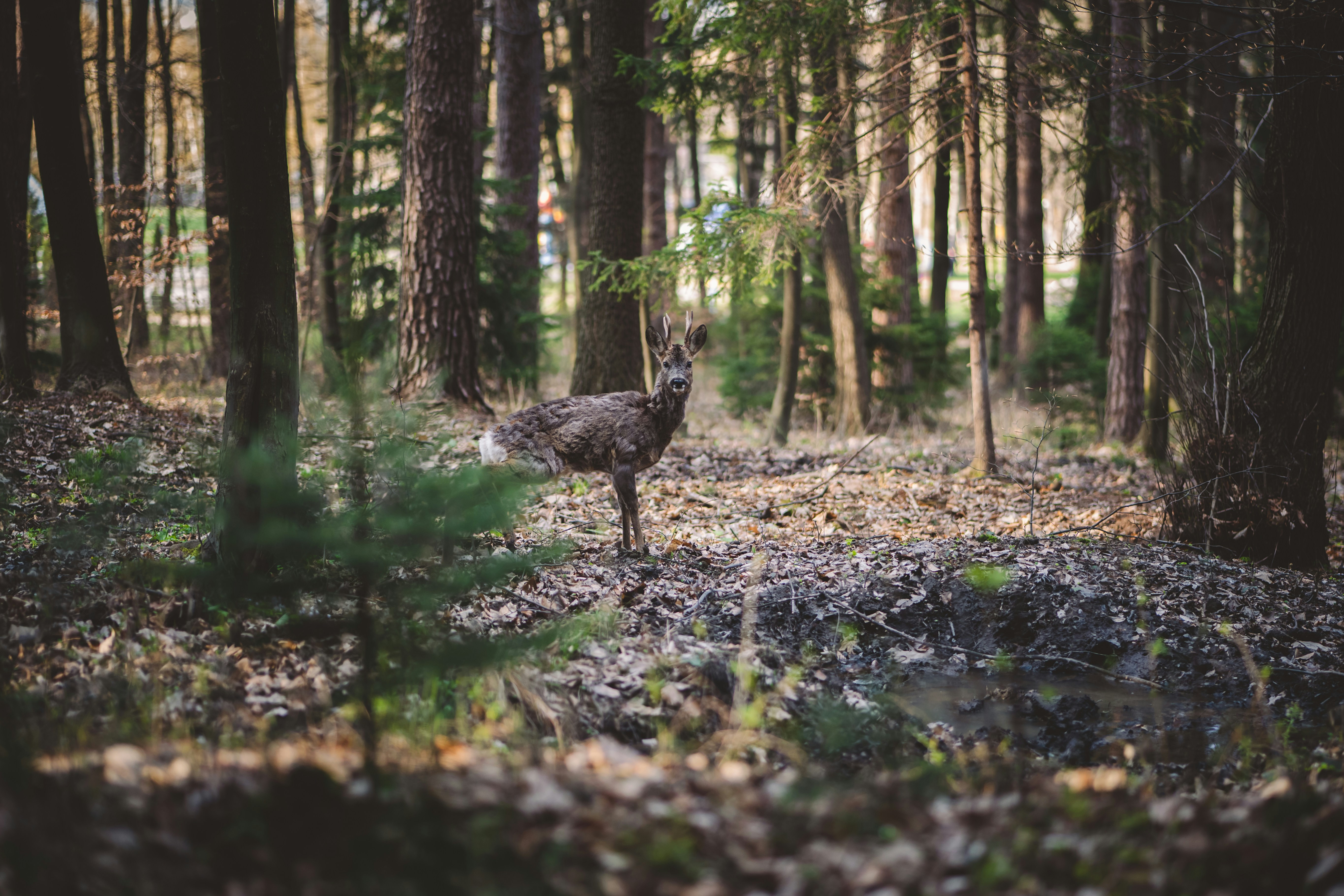 Dappled Quiet: A Lone Deer in a Pine Forest Clearing