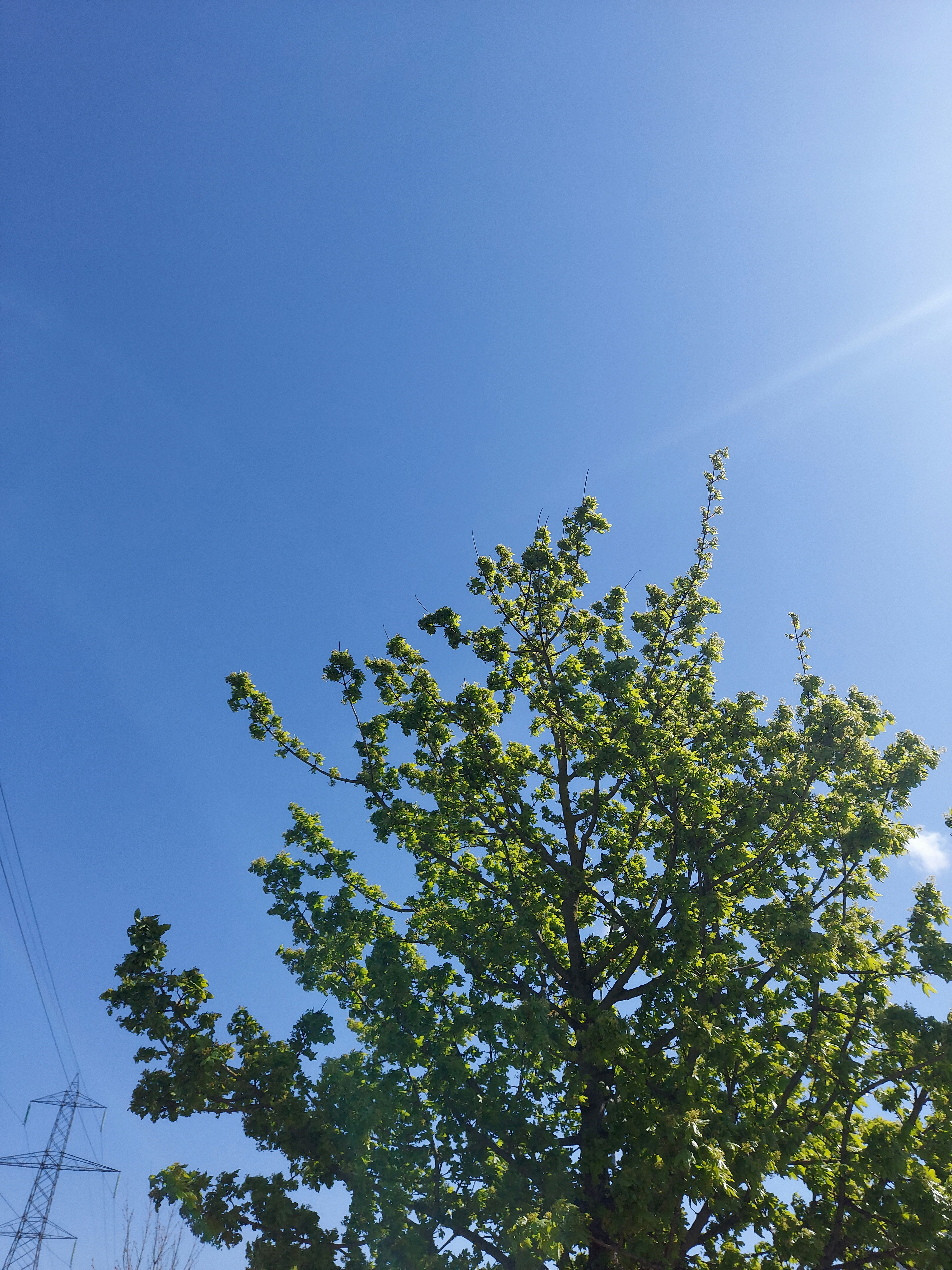 a tree with blue sky