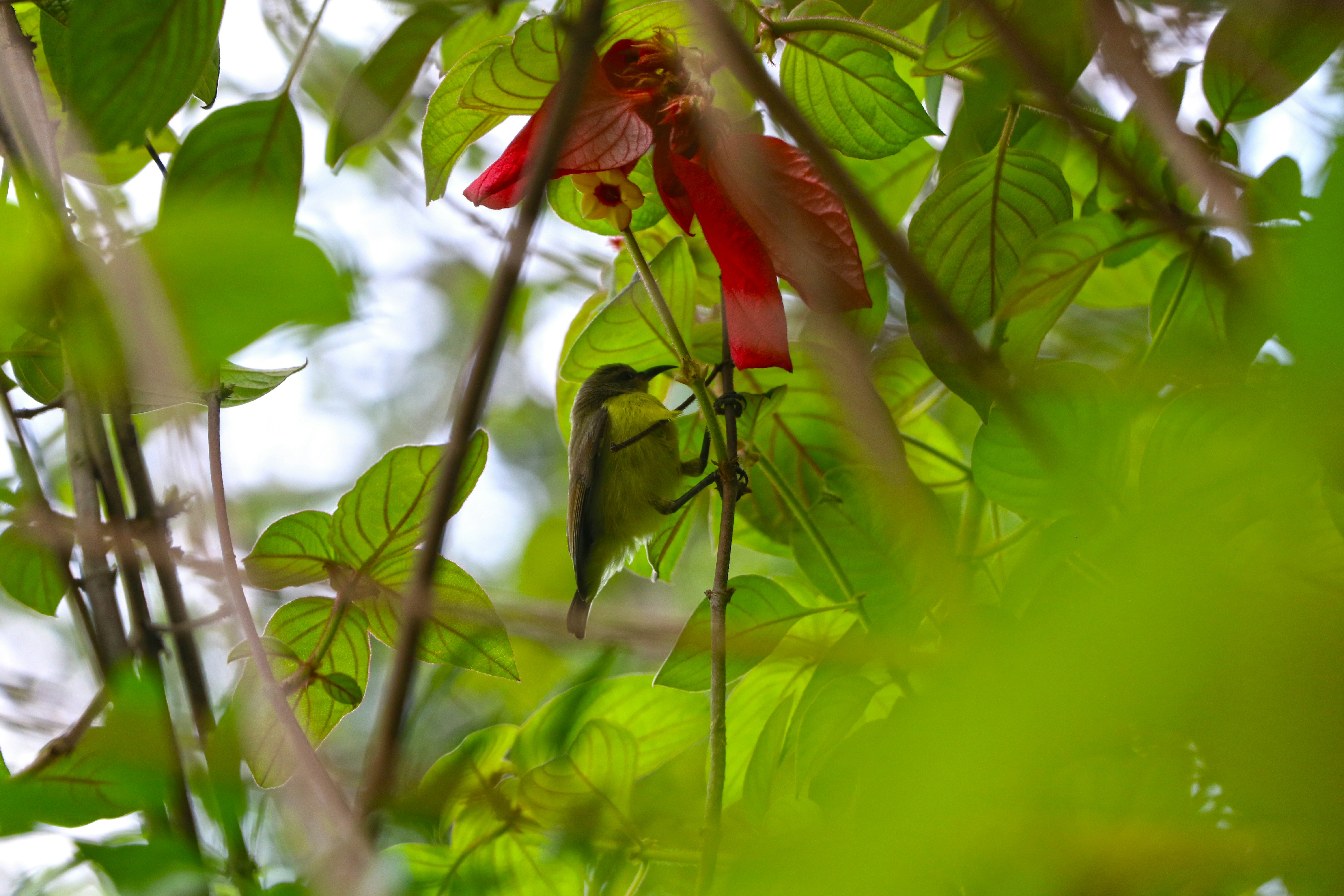 Hummingbird Amid Crimson Blooms in a Green Canopy