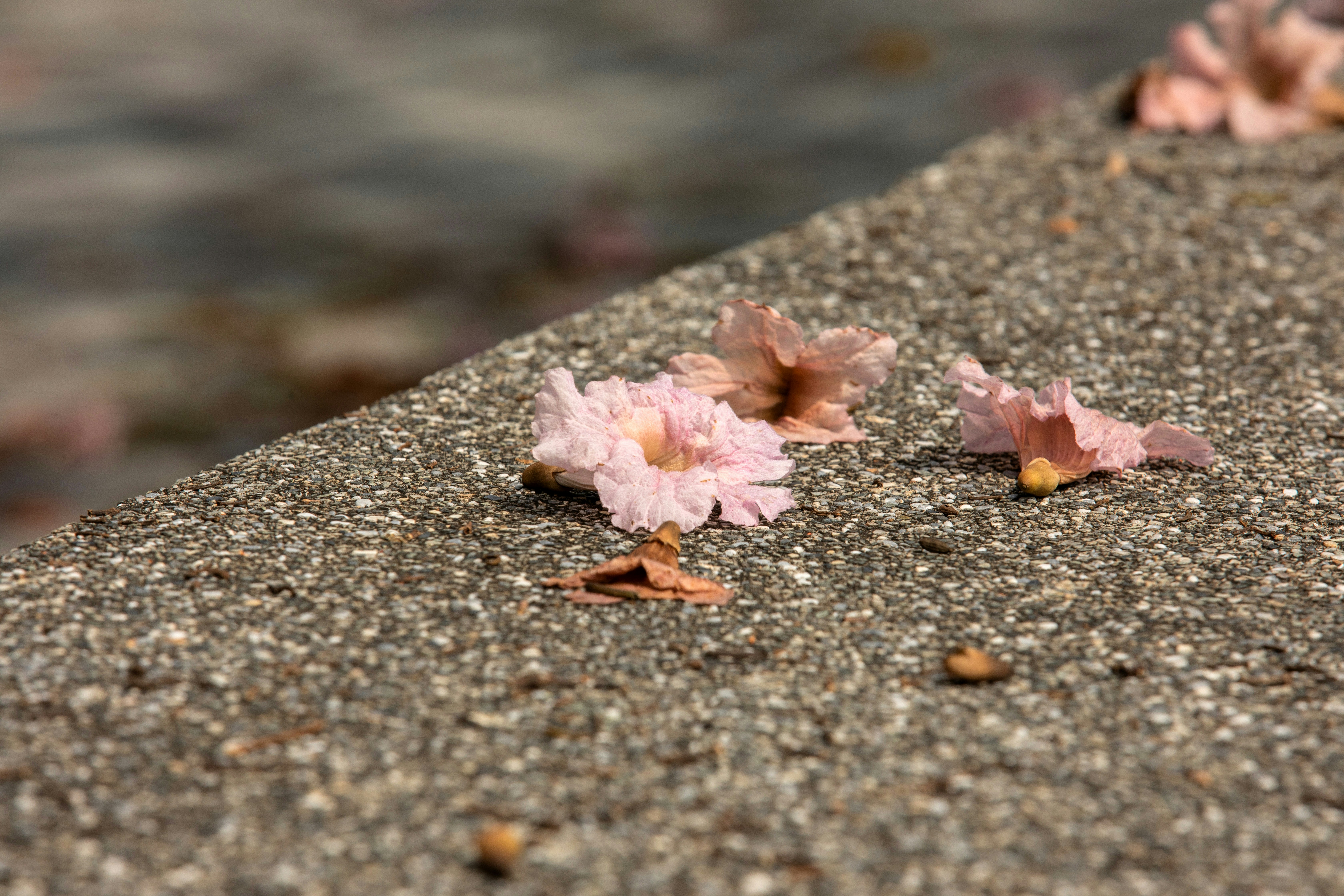 Pink Petals Quietly Rest on a Textured Concrete Verge by the Water