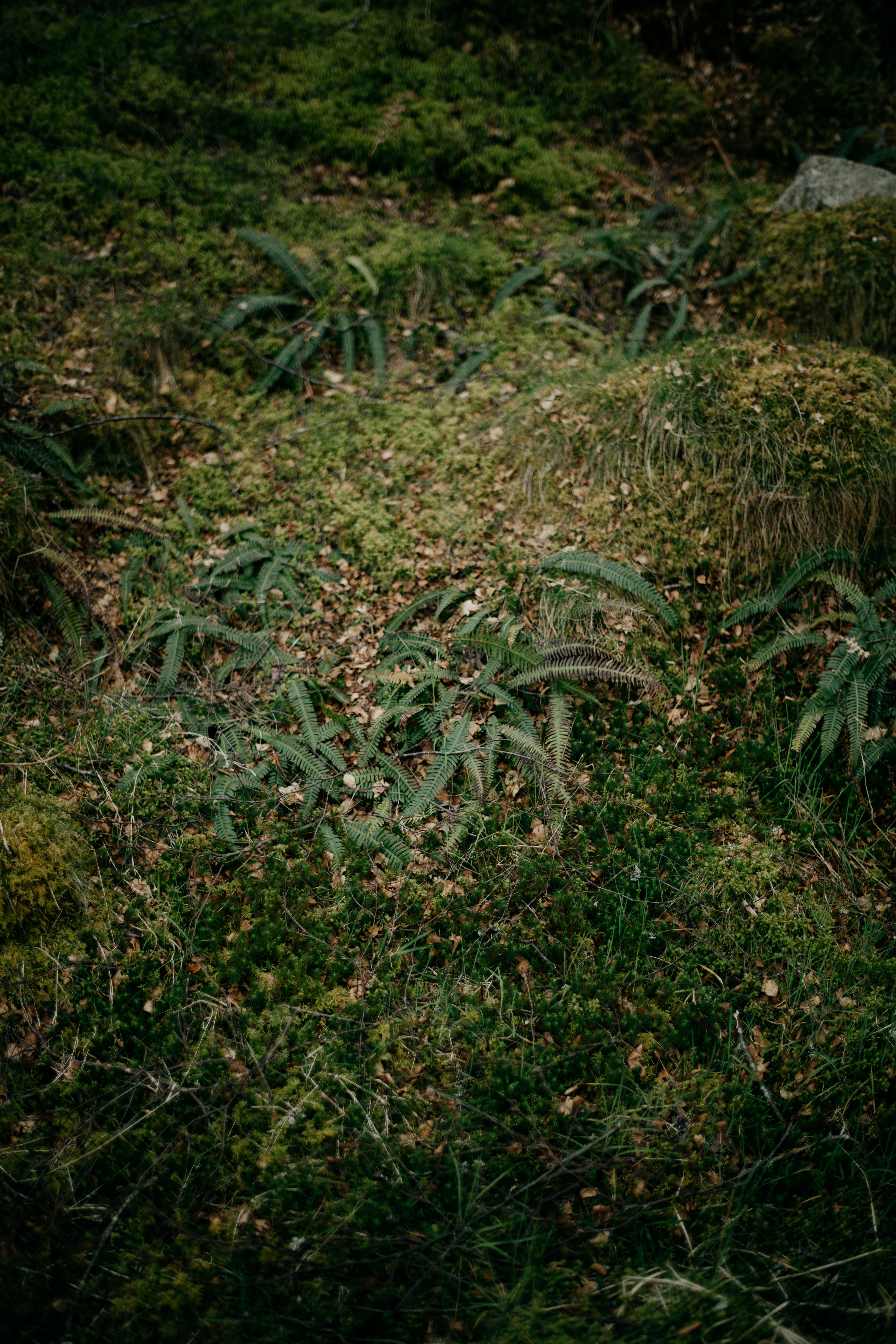 Lush greenery interspersed with ferns and moss create a serene forest floor scene.