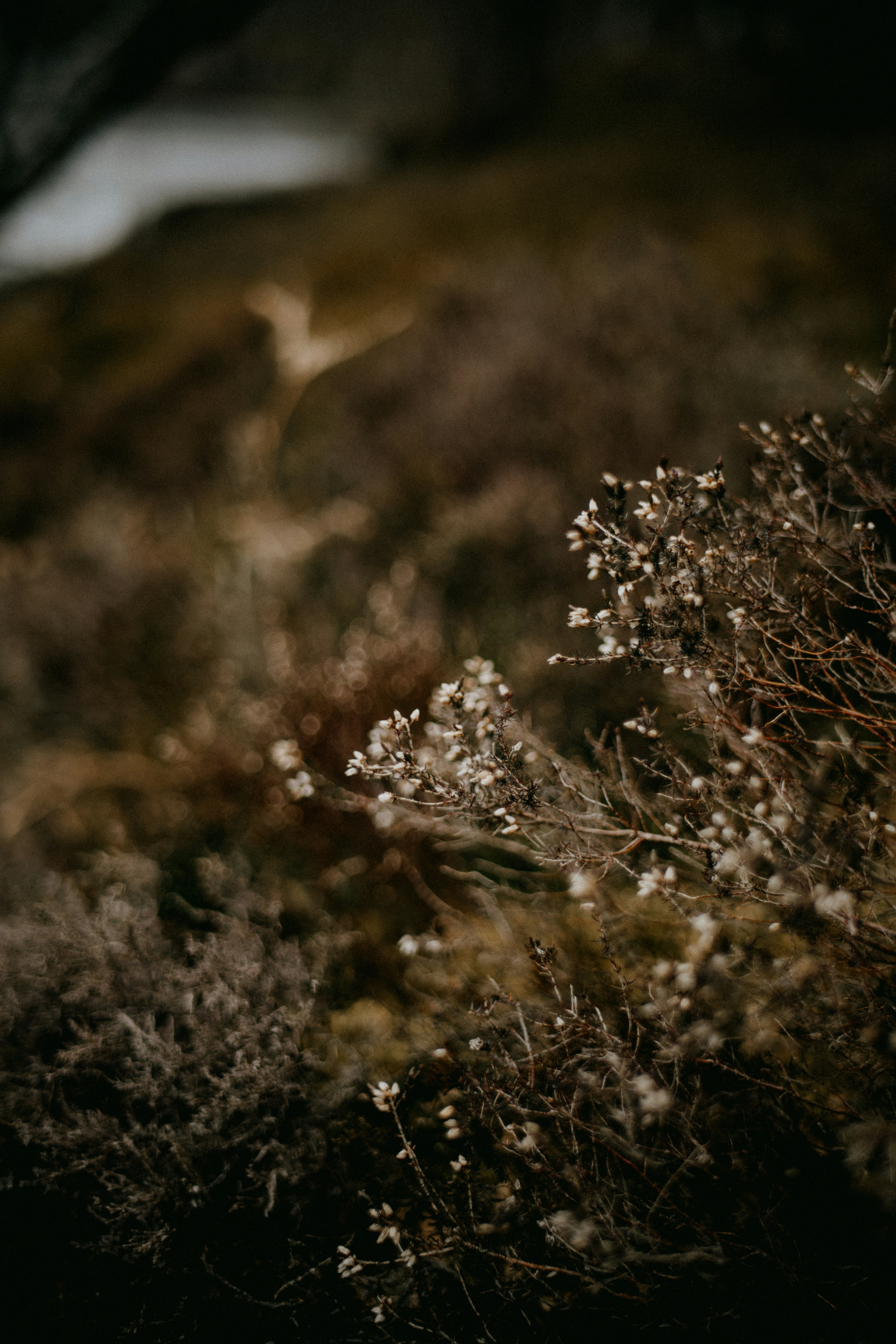 Delicate white flowers emerging from earthy tones in a serene natural setting.