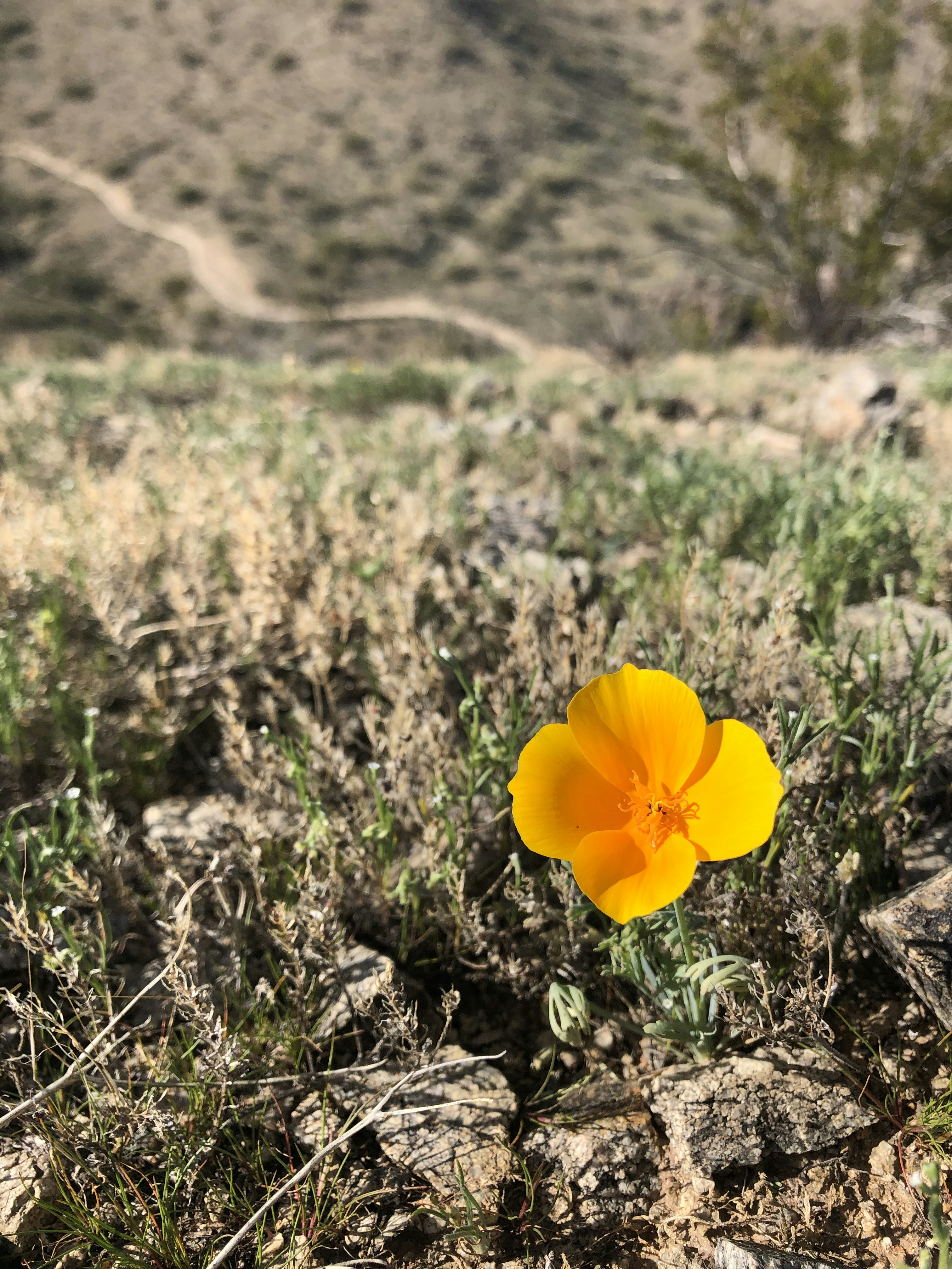 a yellow flower in a field